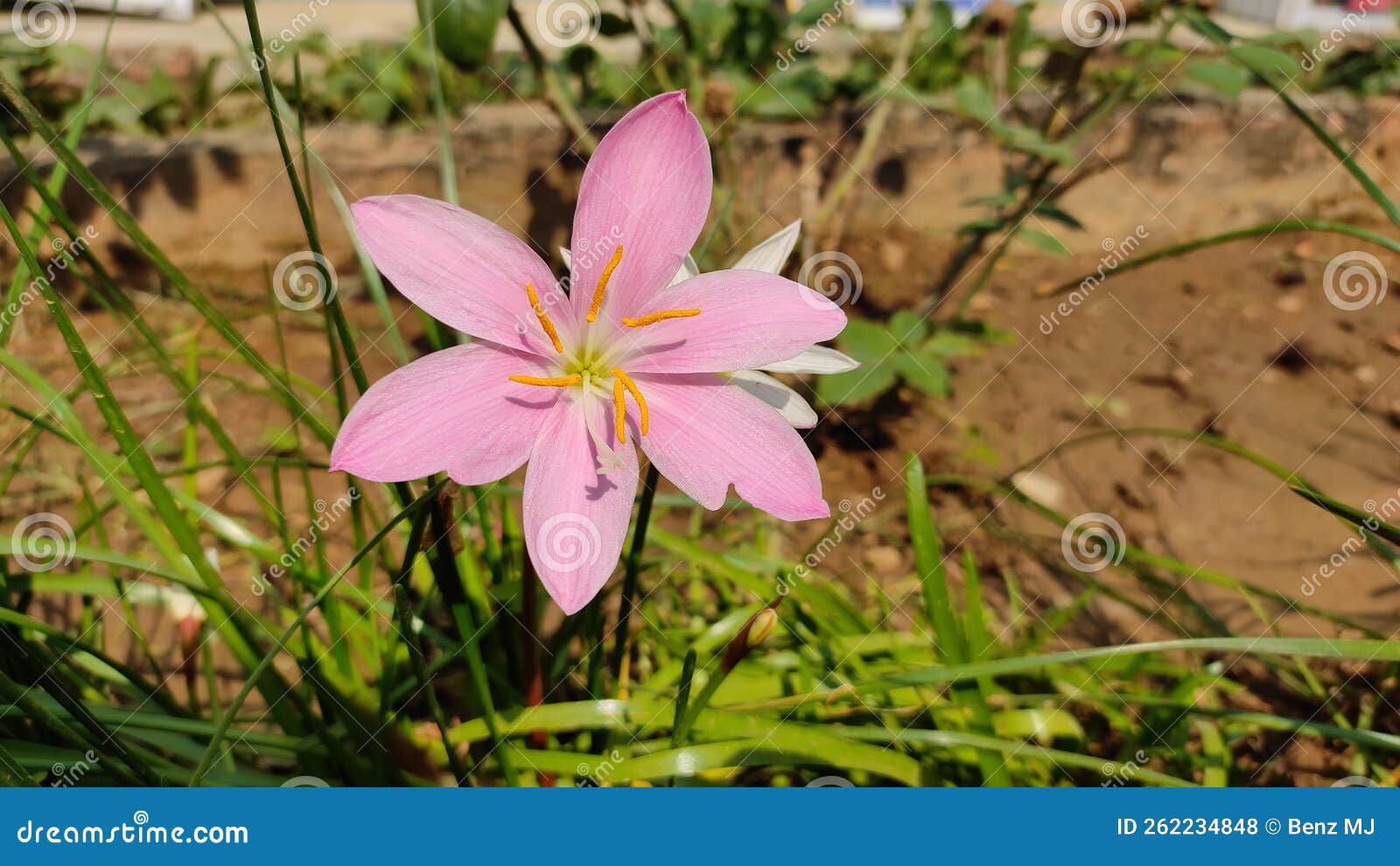 Beautiful Bloomed Pink Lilly Flower in the Garden Stock Photo - Image ...