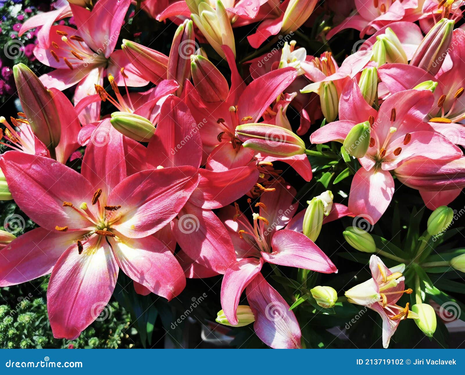 Pink lilly flower texture stock photo. Image of beauty - 213719102