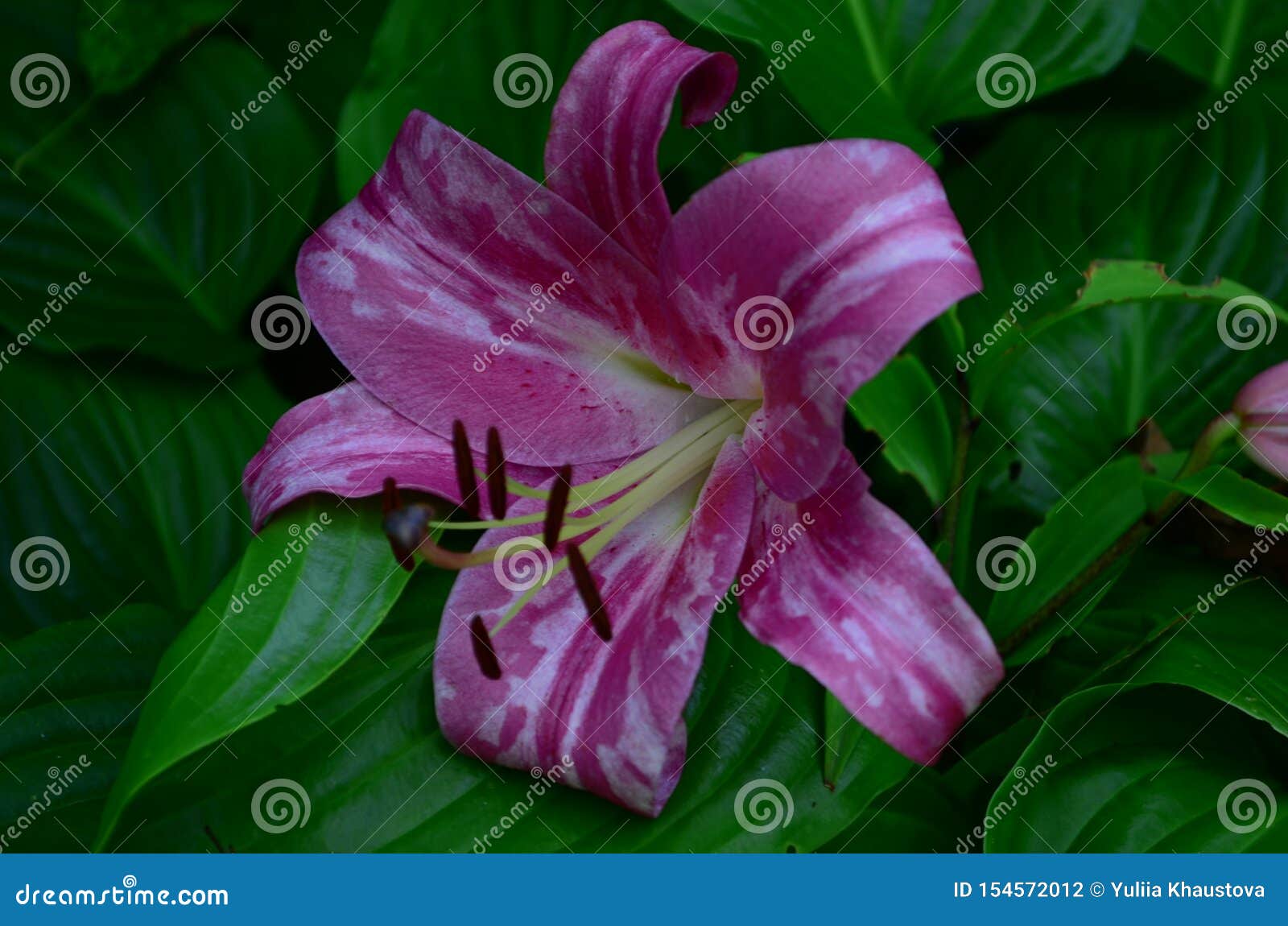 Pink Lilly in the Garden Close Up Stock Photo - Image of love, natural ...