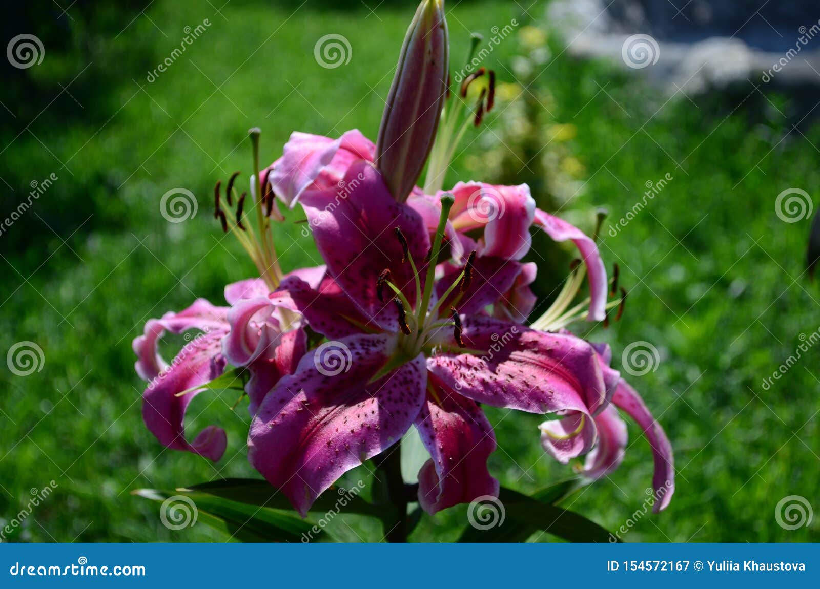Pink Lilly in the Garden Close Up Stock Image - Image of beautiful ...