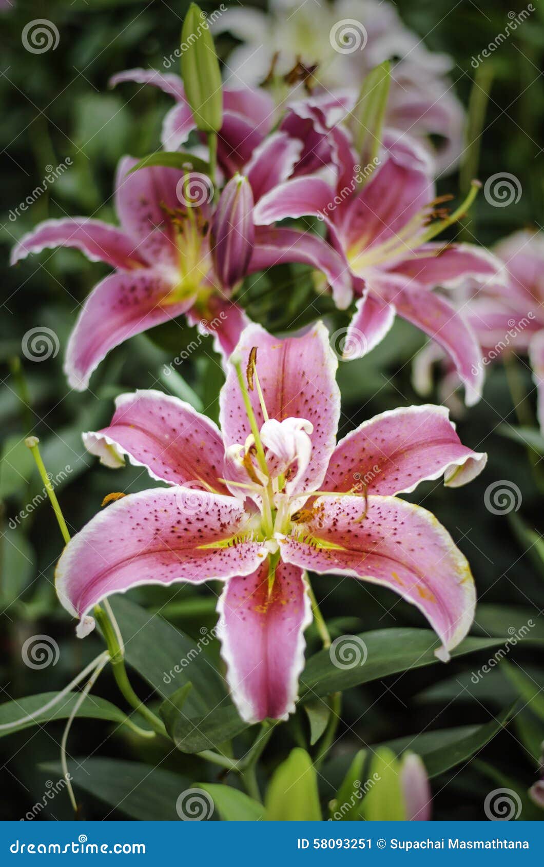 Pink lilly stock image. Image of close, flora, beautiful - 58093251