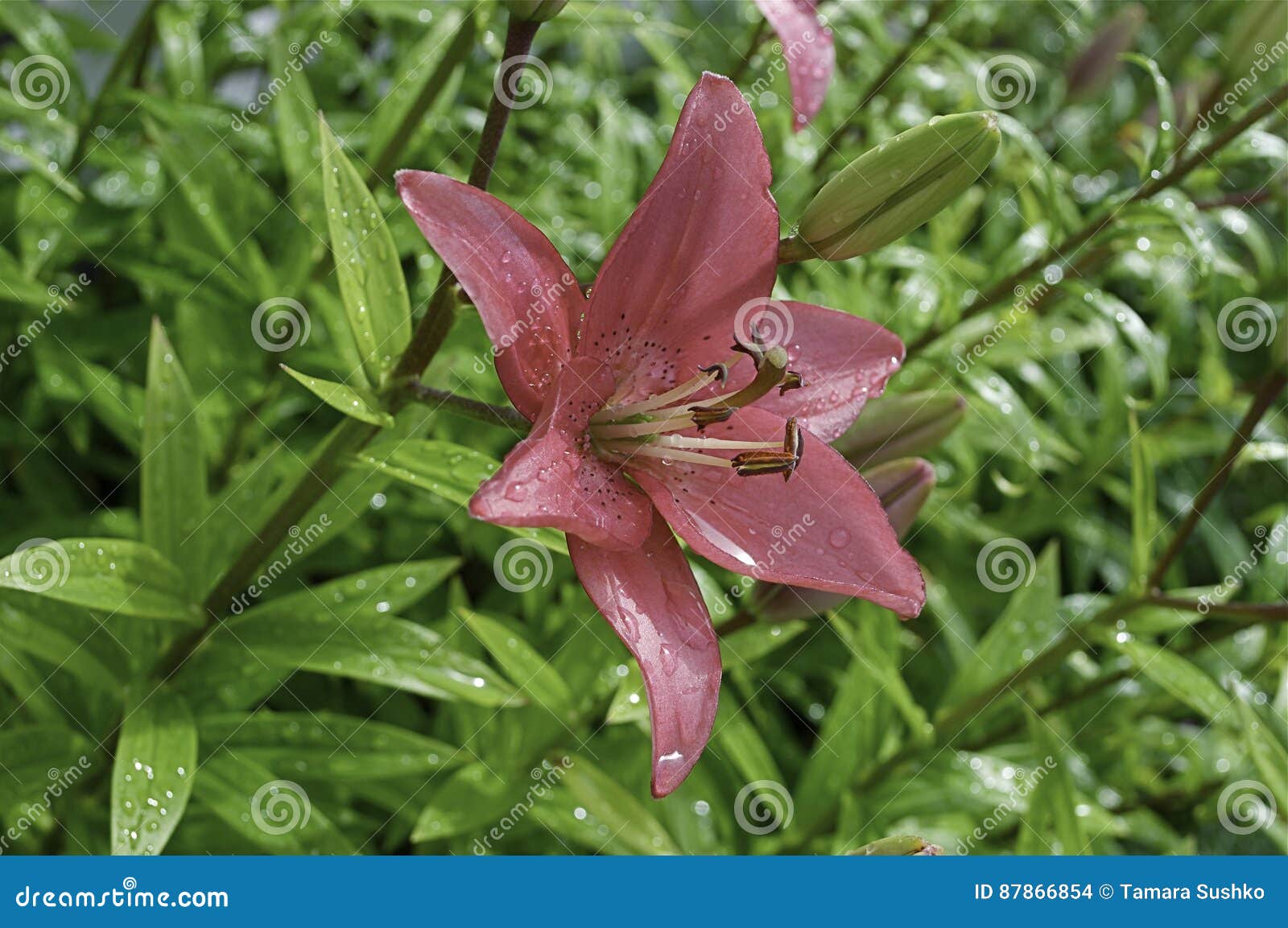 Pink lilly stock photo. Image of exotic, nature, detail - 87866854