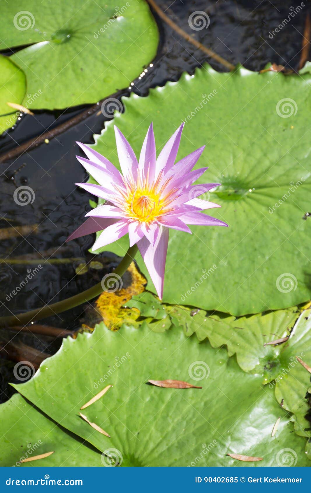 Pink Lilly stock image. Image of garden, plant, floral - 90402685