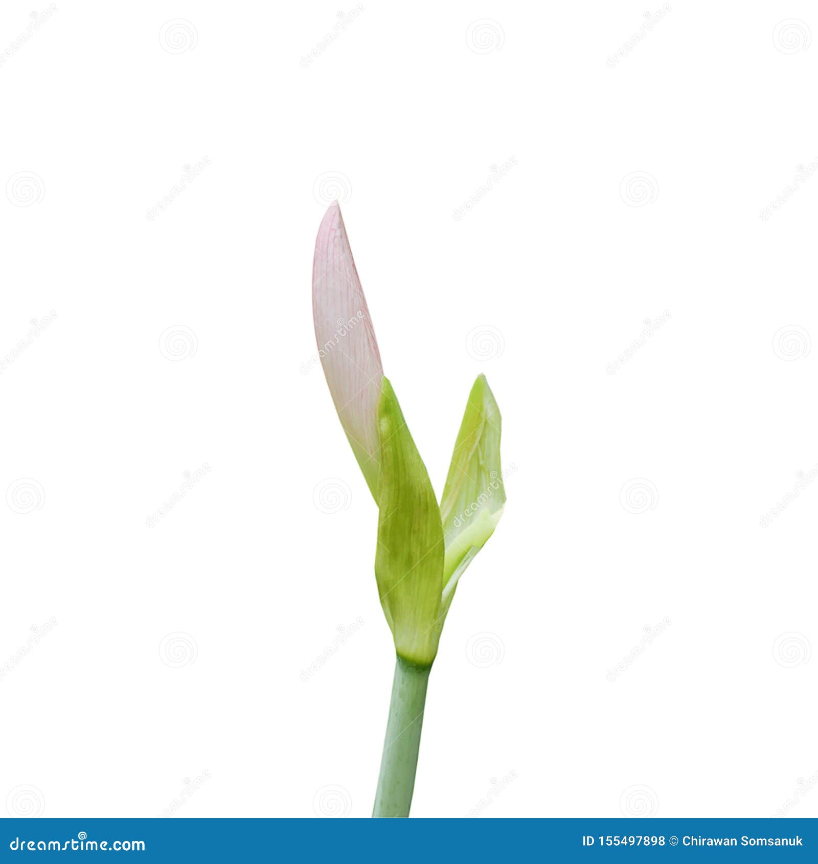 Pink Lilly Star Flowers on White Background Stock Photo - Image of ...