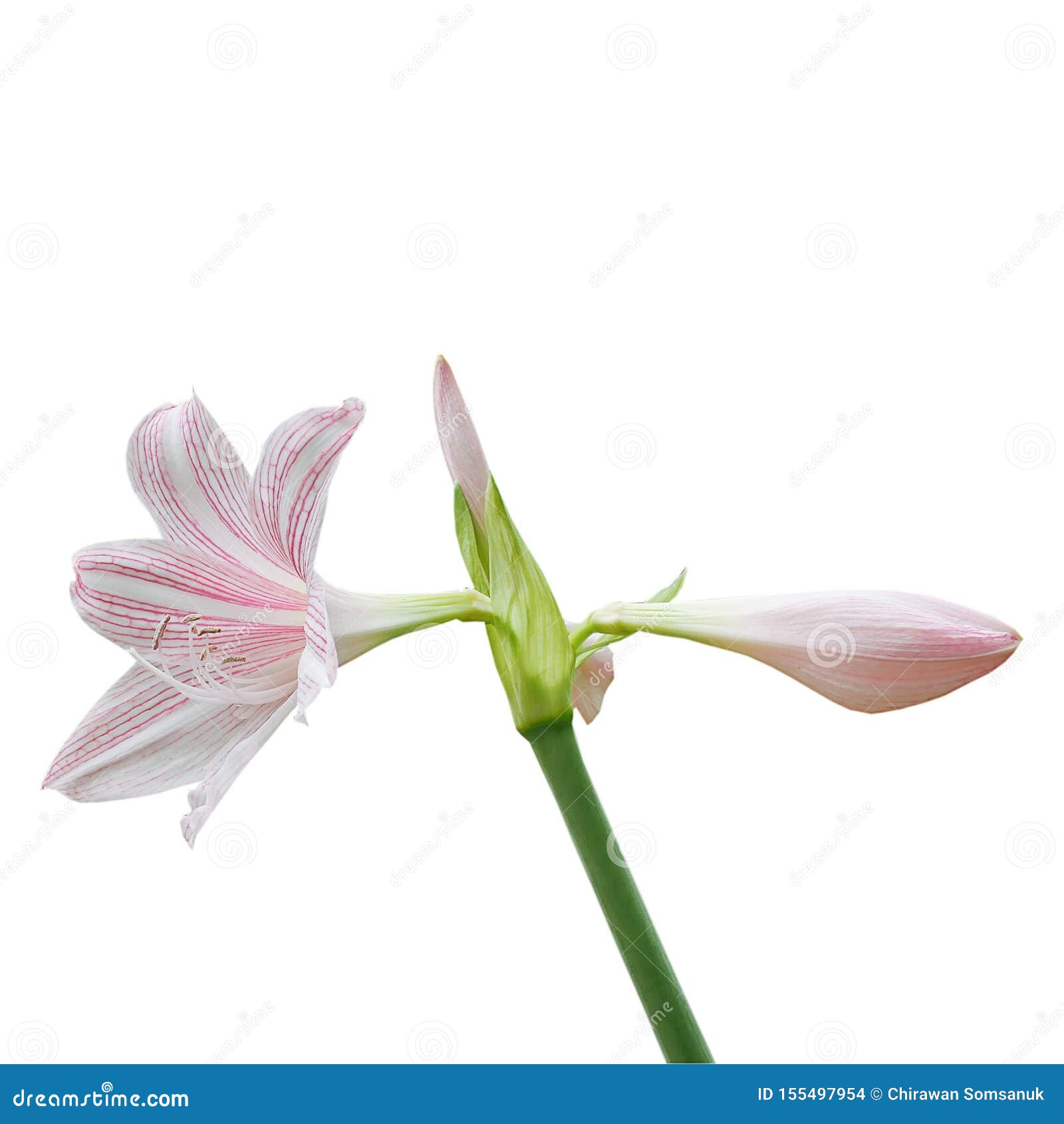 Pink Lilly Star Flowers on White Background Stock Photo - Image of ...