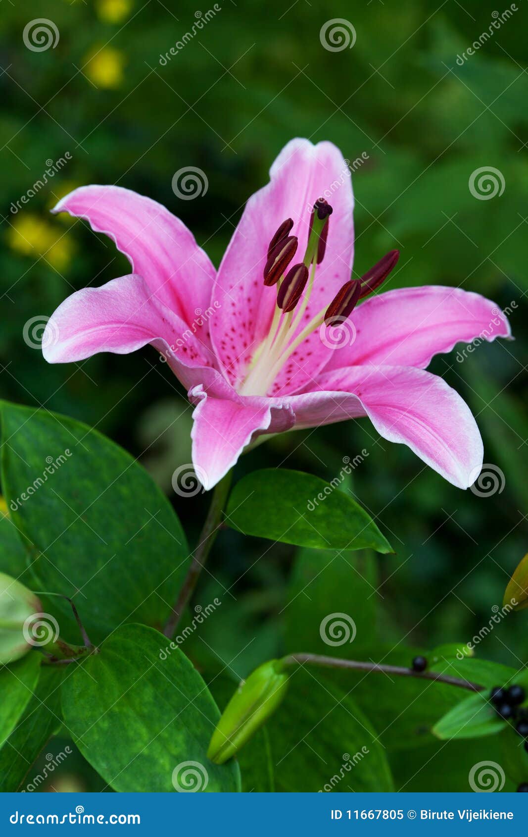 Pink lily stock image. Image of closeup, spoted, macro - 11667805
