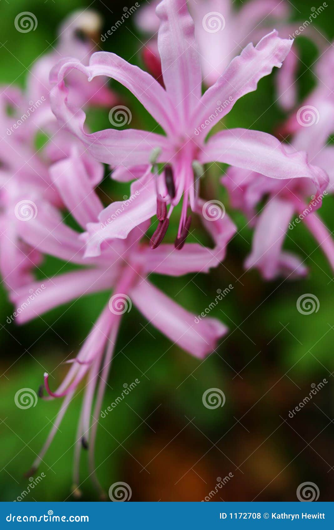 Pink lily stock photo. Image of garden, pink, nerine, petals - 1172708
