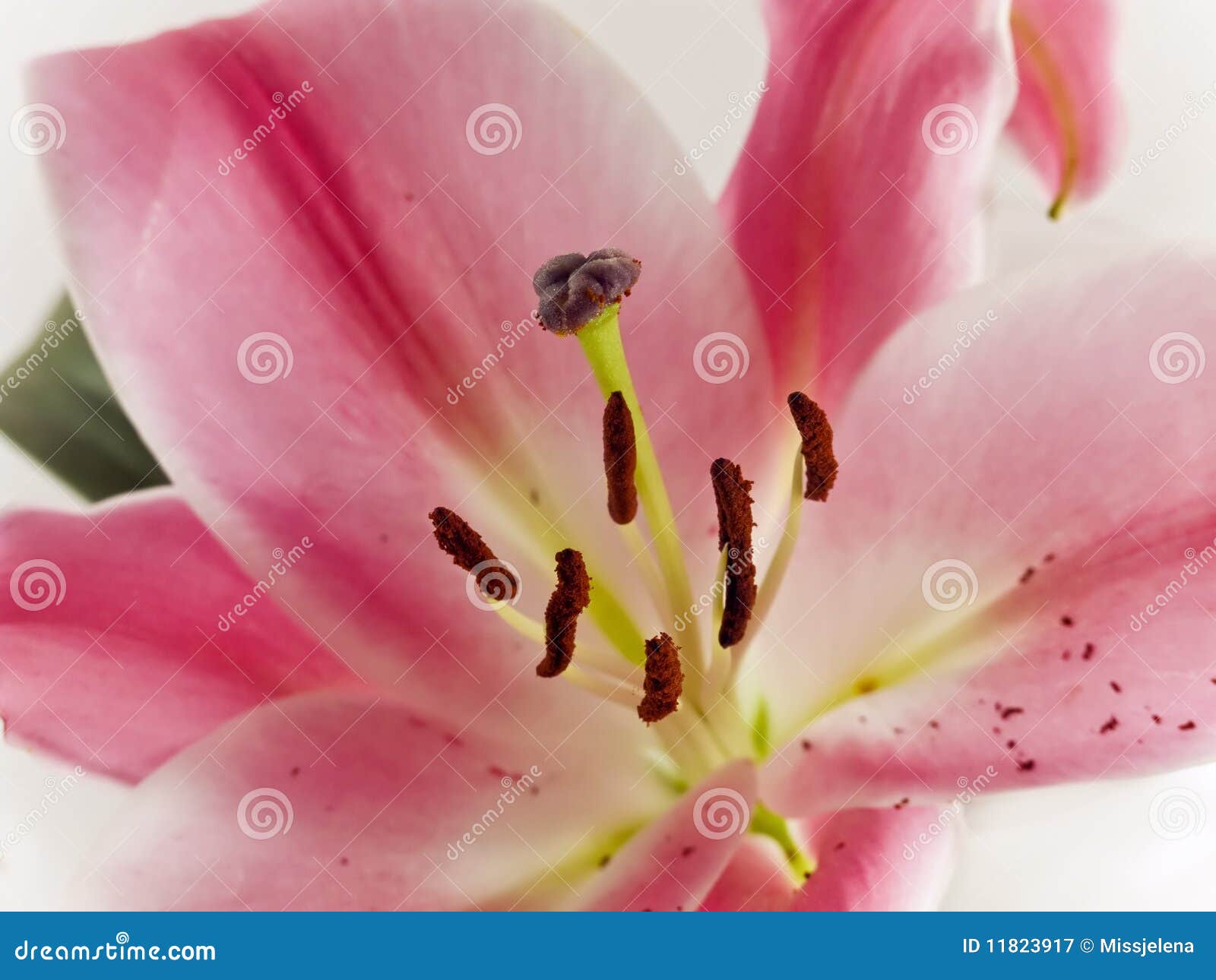 Pink lily stock image. Image of fragility, lilly, garden - 11823917