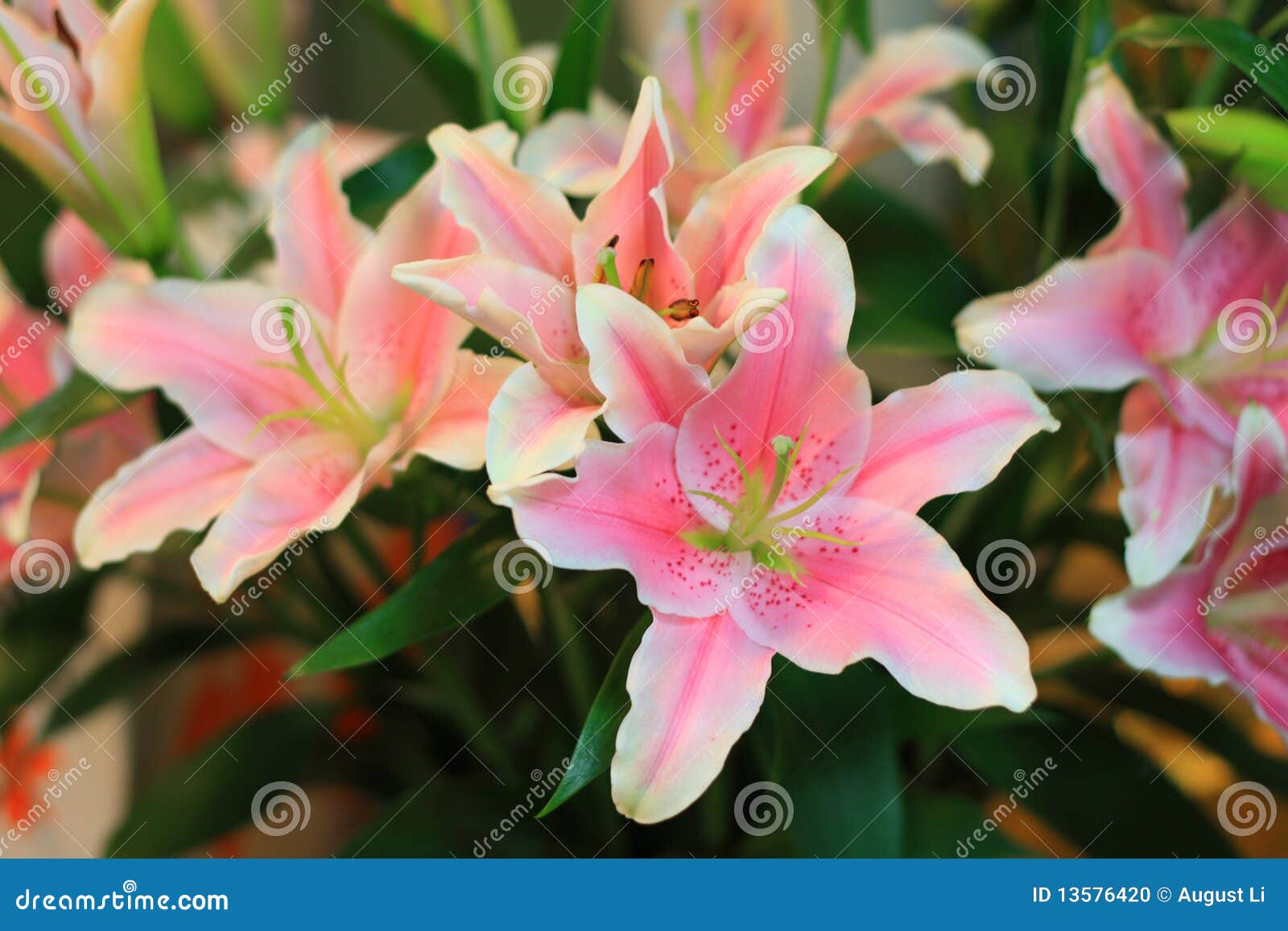 Pink lily stock photo. Image of colour, anniversary, edge - 13576420