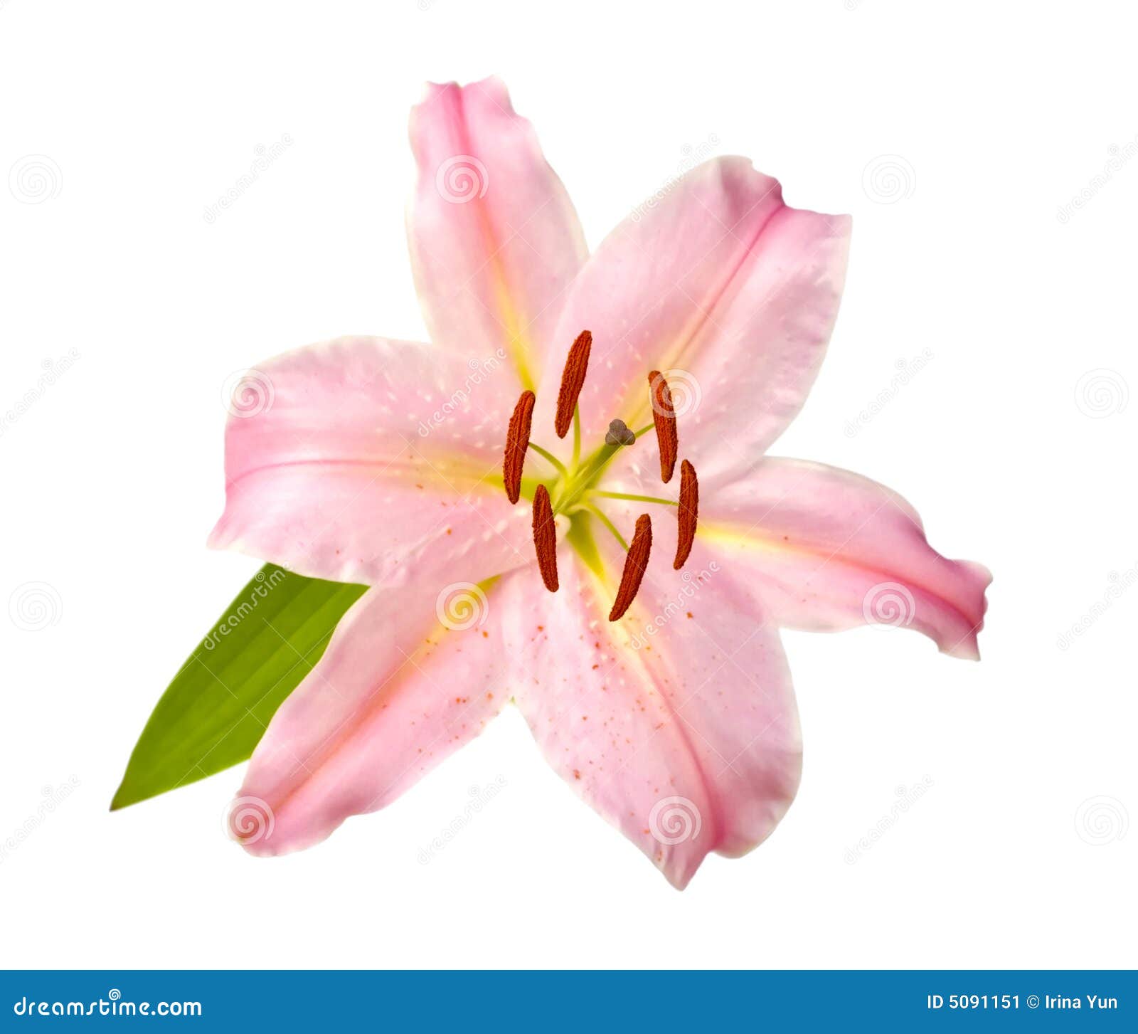 Pink lily stock image. Image of perennial, botanical, wedding - 5091151