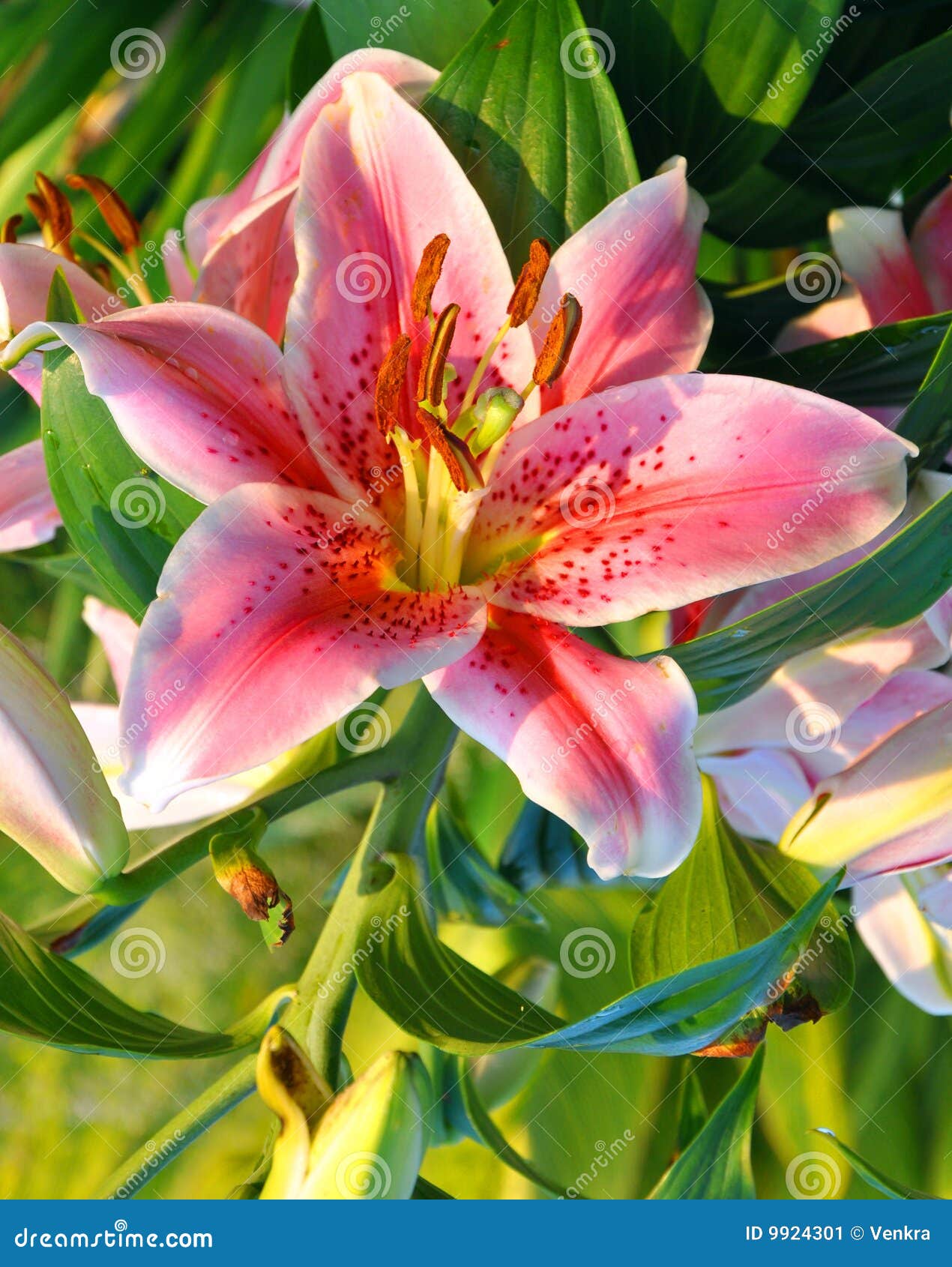 Pink Lily stock image. Image of bloom, floral, anther - 9924301