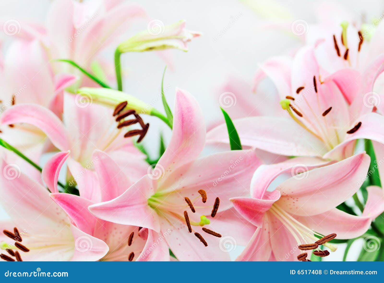 Pink lily background stock photo. Image of soft, abstract - 6517408