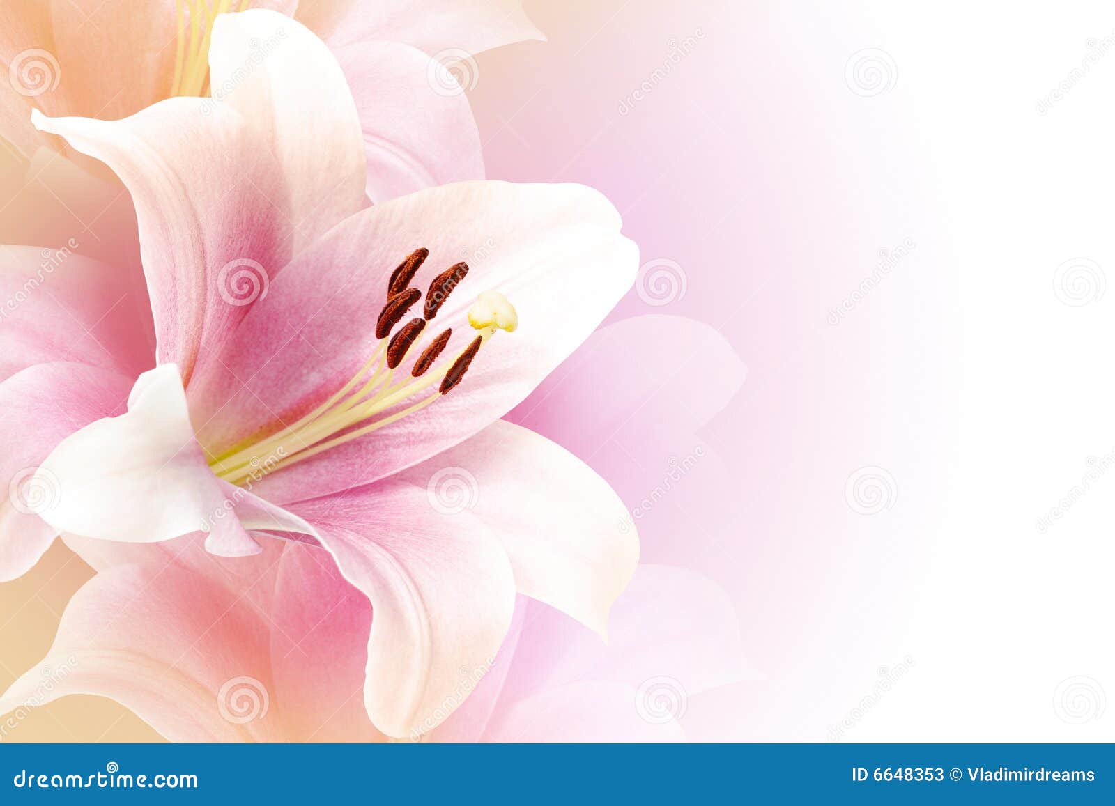 Pink Lily Flowers Isolated On White Background. Watercolor Handwork ...