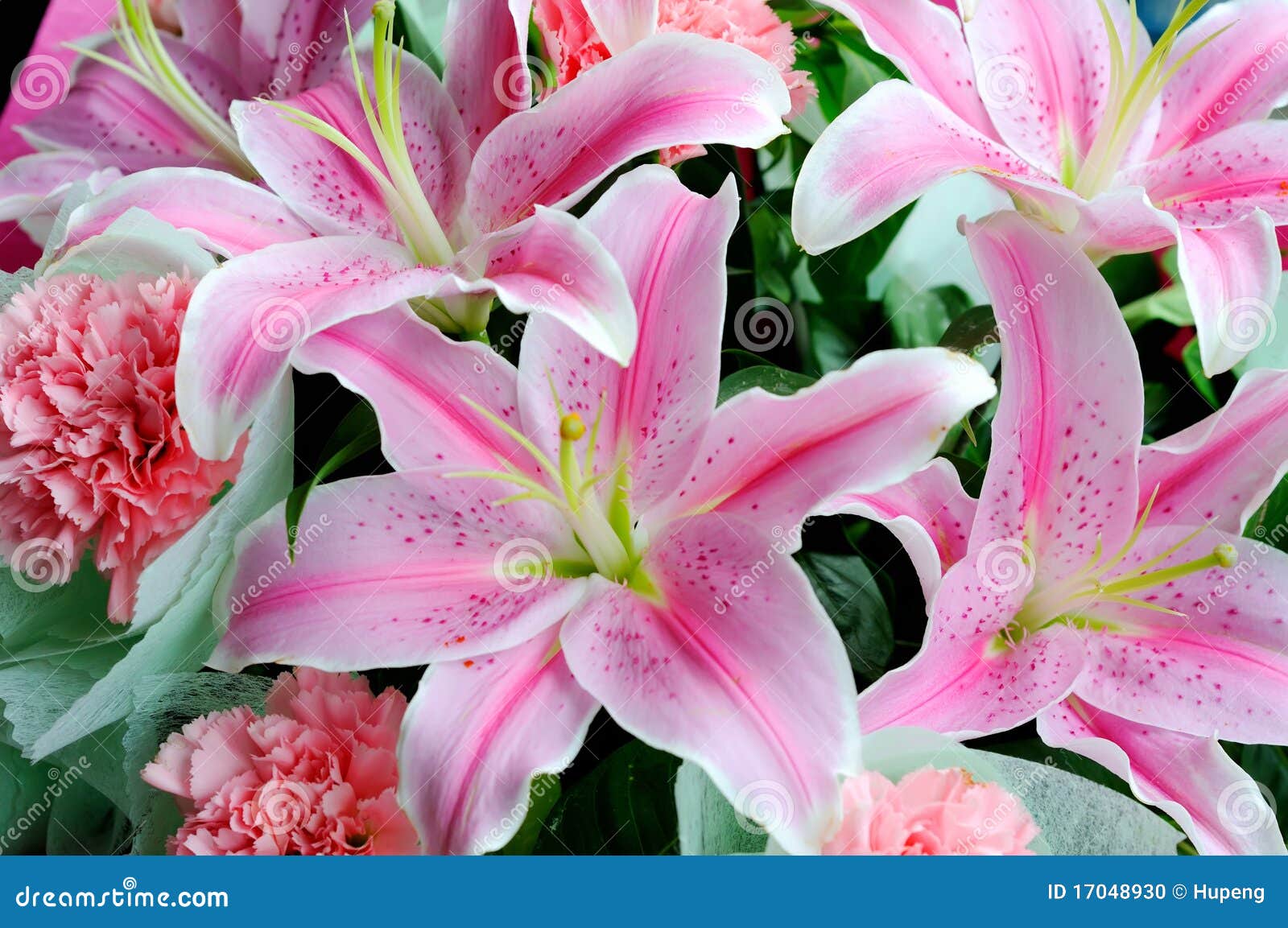 Pink lily backgrounds stock photo. Image of flower, blossom - 17048930