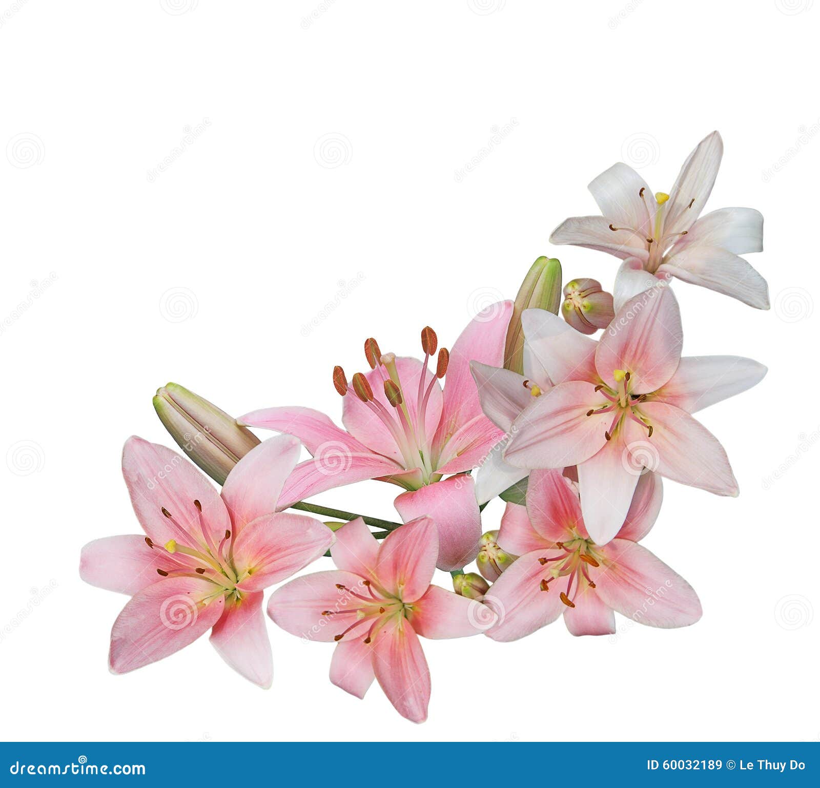 Pink Lily Bundle stock image. Image of event, corner - 60032189