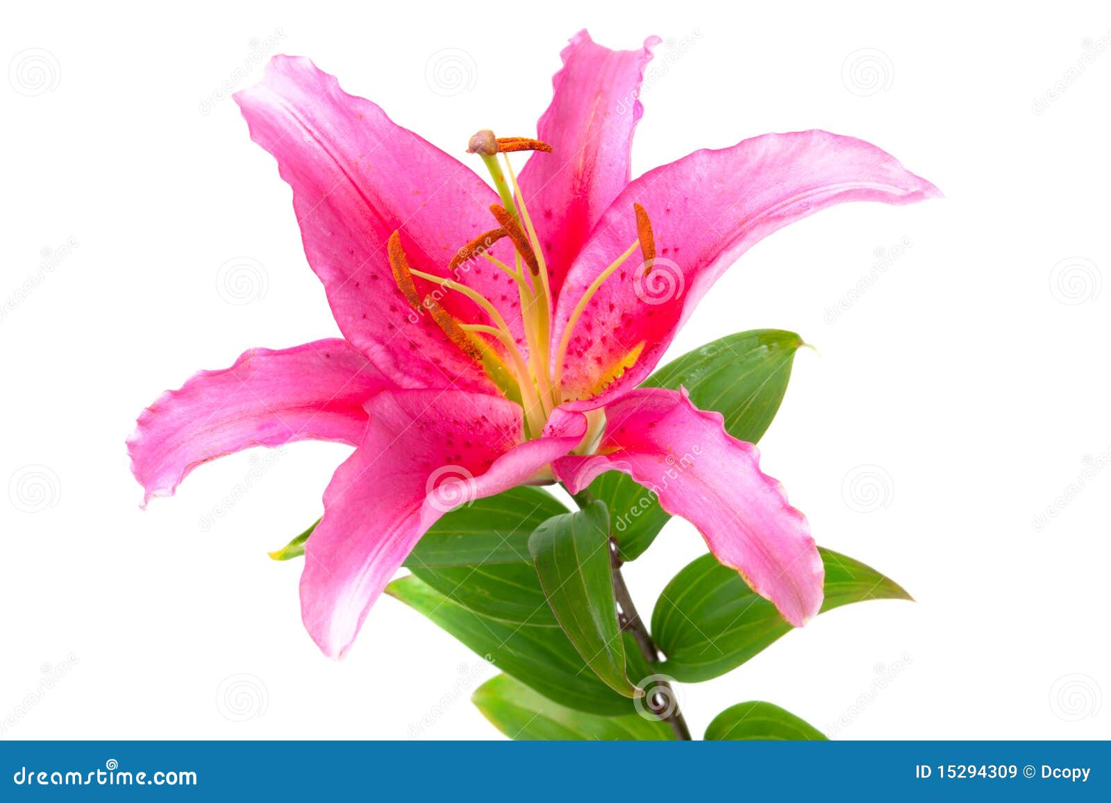 Pink lily flower stock image. Image of plant, flower - 15294309