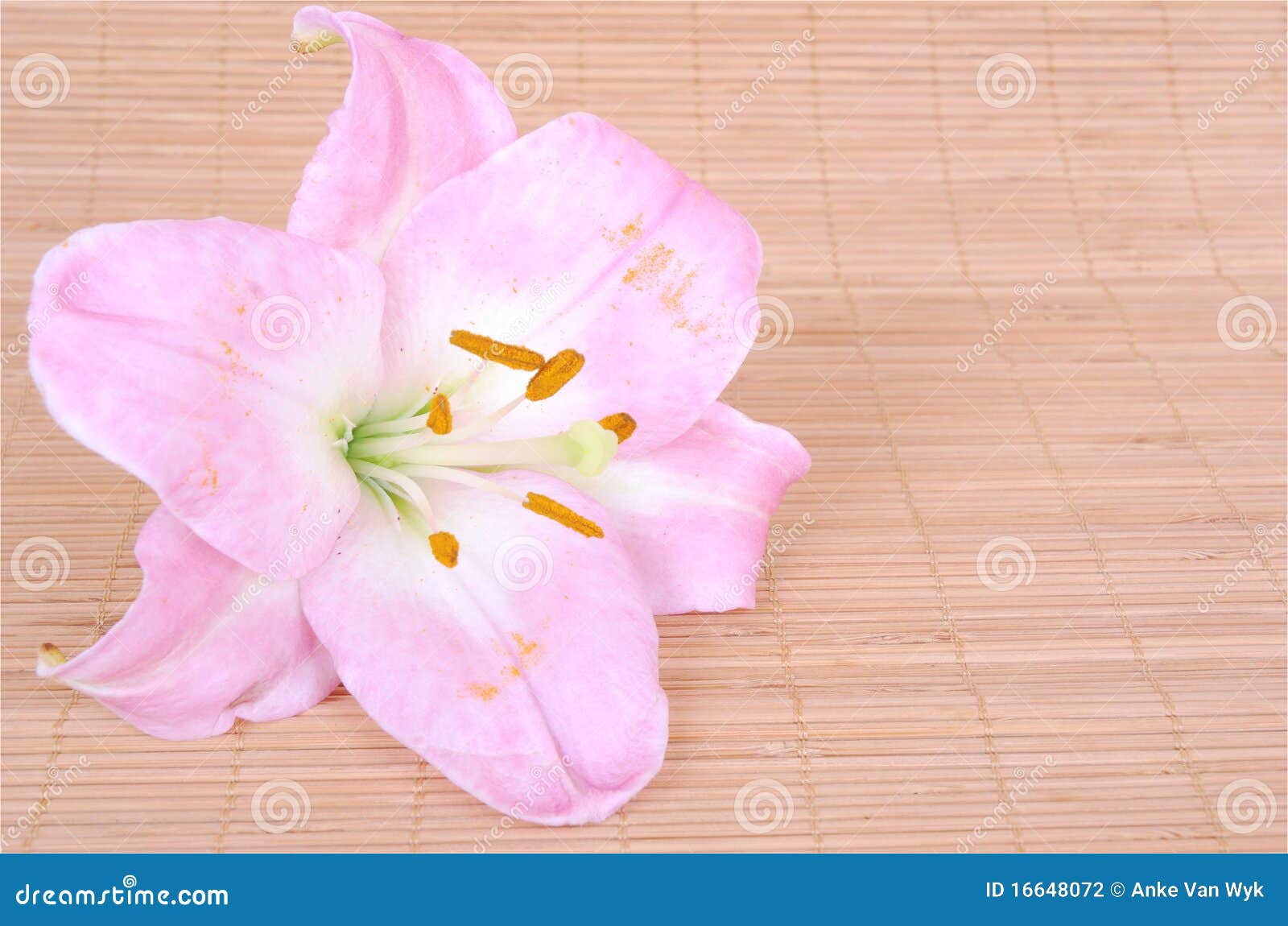 Pink lily flower stock photo. Image of blossom, commercial - 16648072