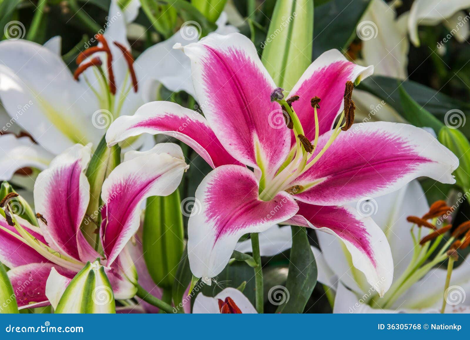 Pink lily stock photo. Image of pink, plant, single, water - 36305768