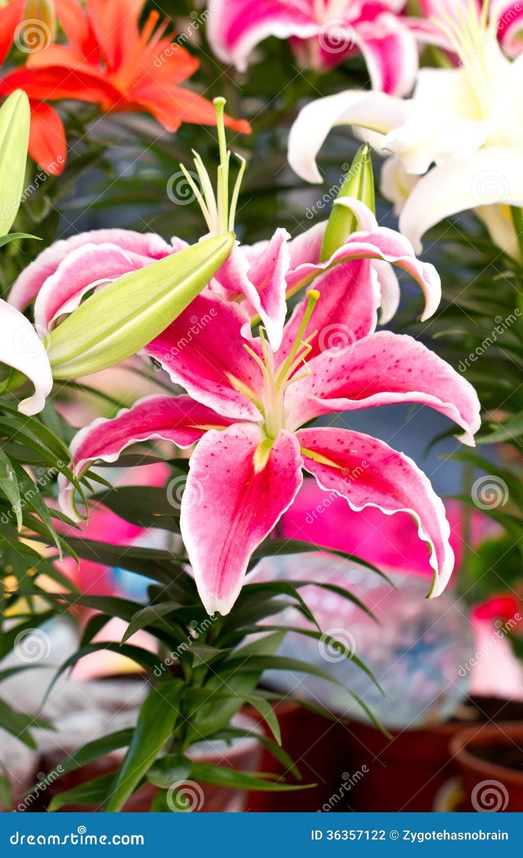 Pink Lily Flower. stock photo. Image of bloom, bouquet - 36357122