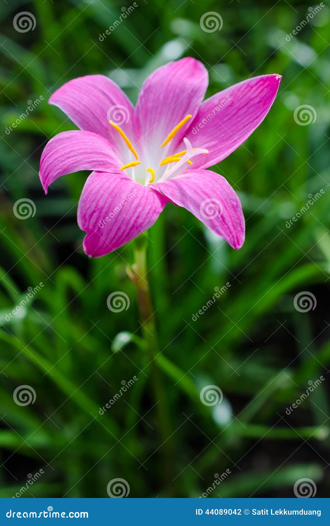 Pink lily flower stock photo. Image of bridal, holiday - 44089042