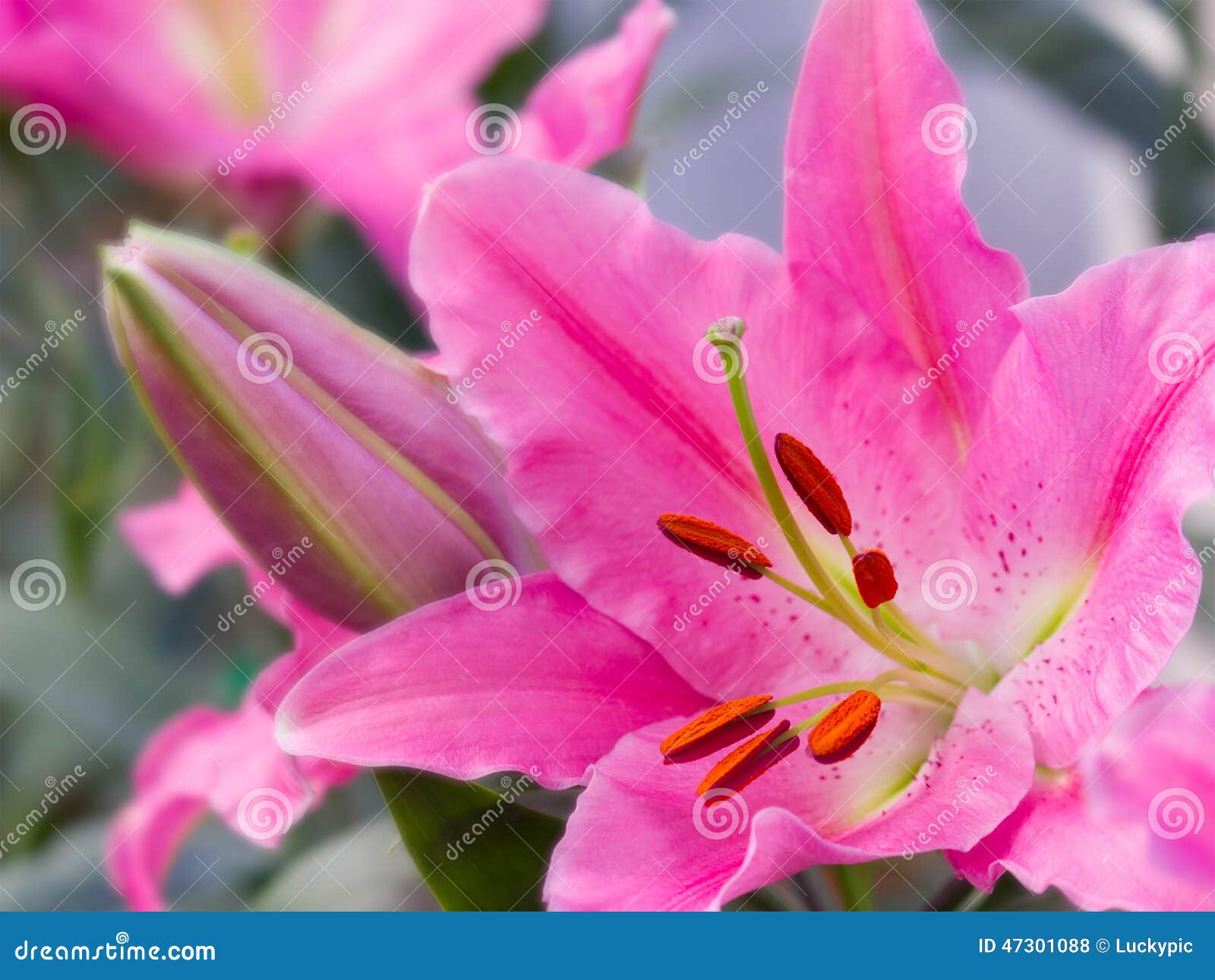 Pink lily flower in garden stock photo. Image of love - 47301088
