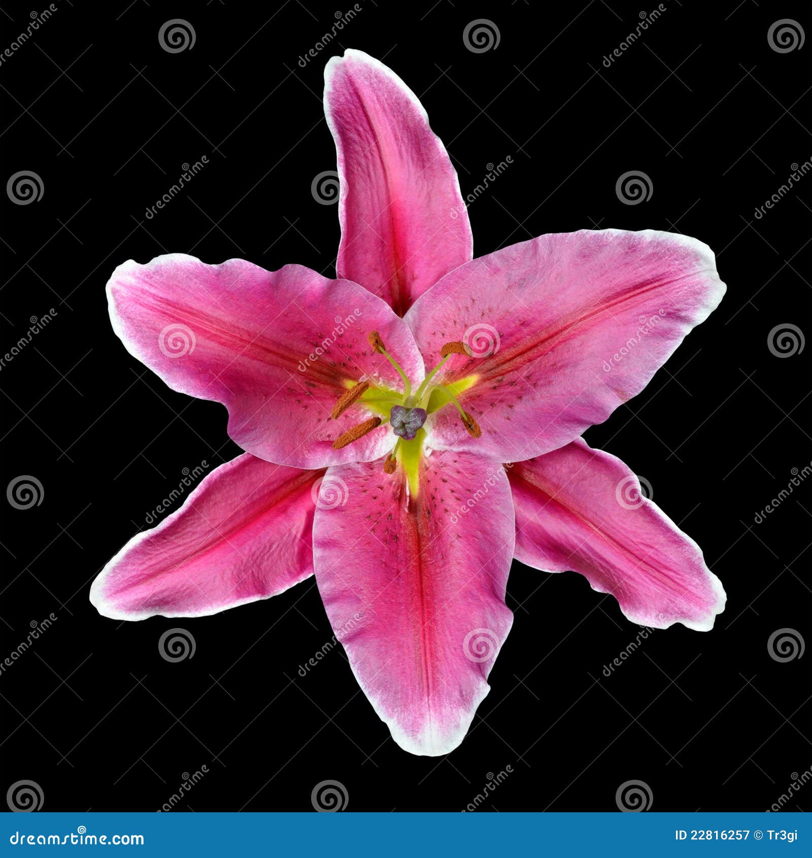 Pink Lily Flower Isolated on Black Background Stock Image - Image of ...