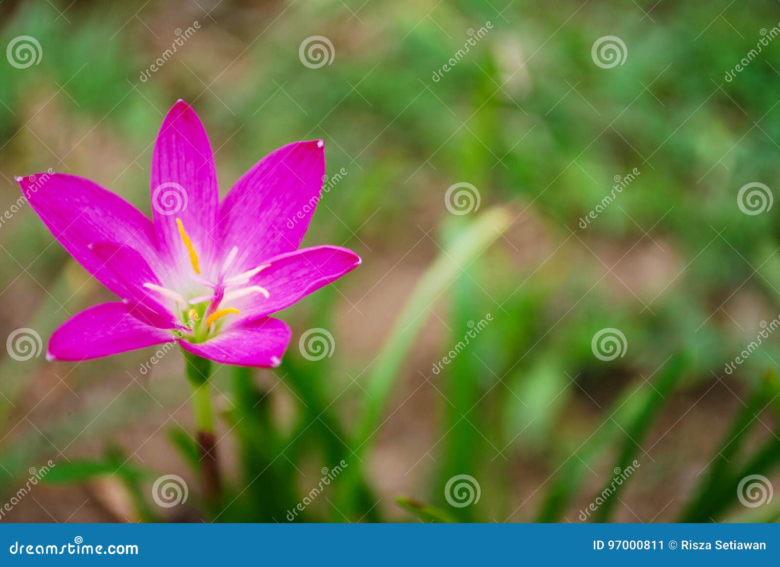 Pink Lily Flower stock image. Image of small, bokeh, garden - 97000811