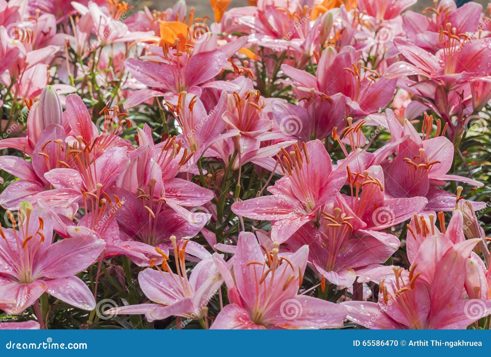 Pink Lily Flowers in the Garden Stock Photo - Image of floral, white ...