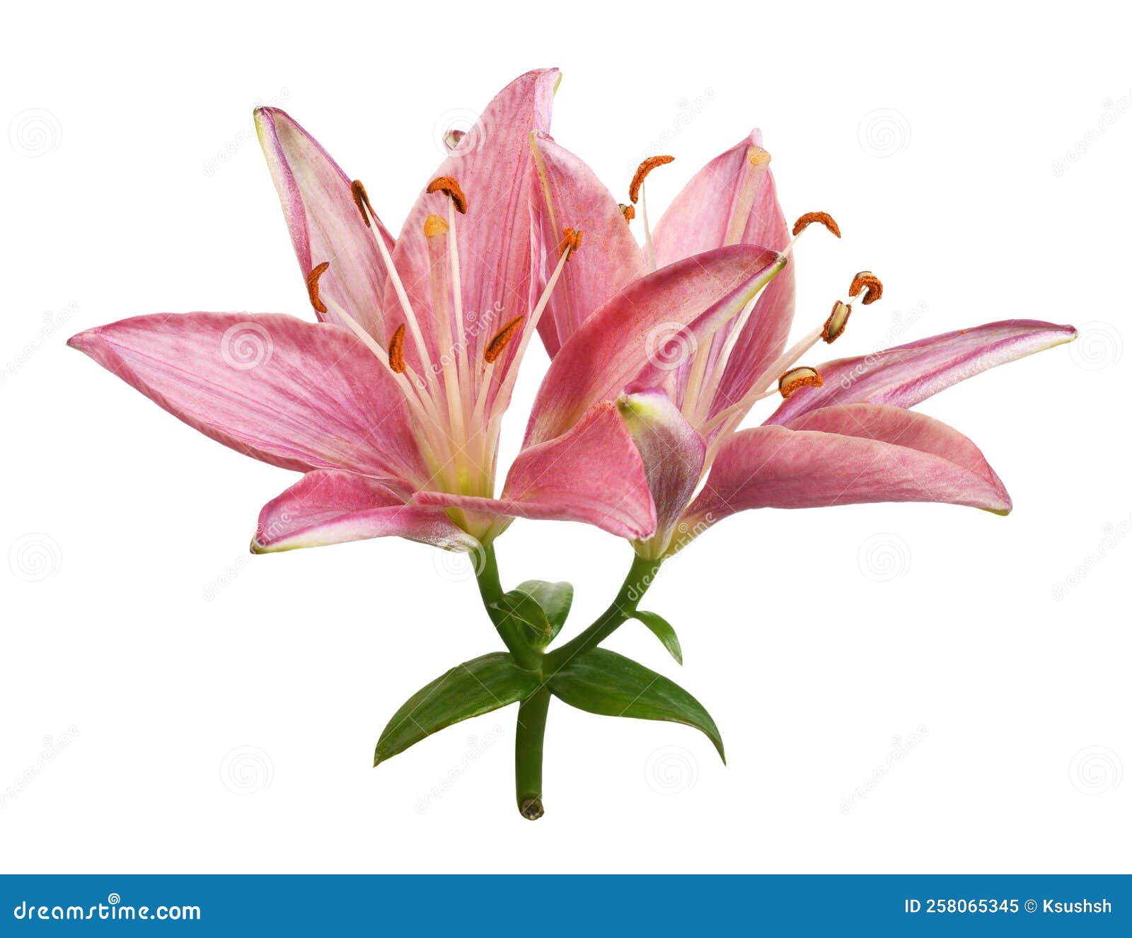 Pink lily flowers isolated stock image. Image of elegant - 258065345
