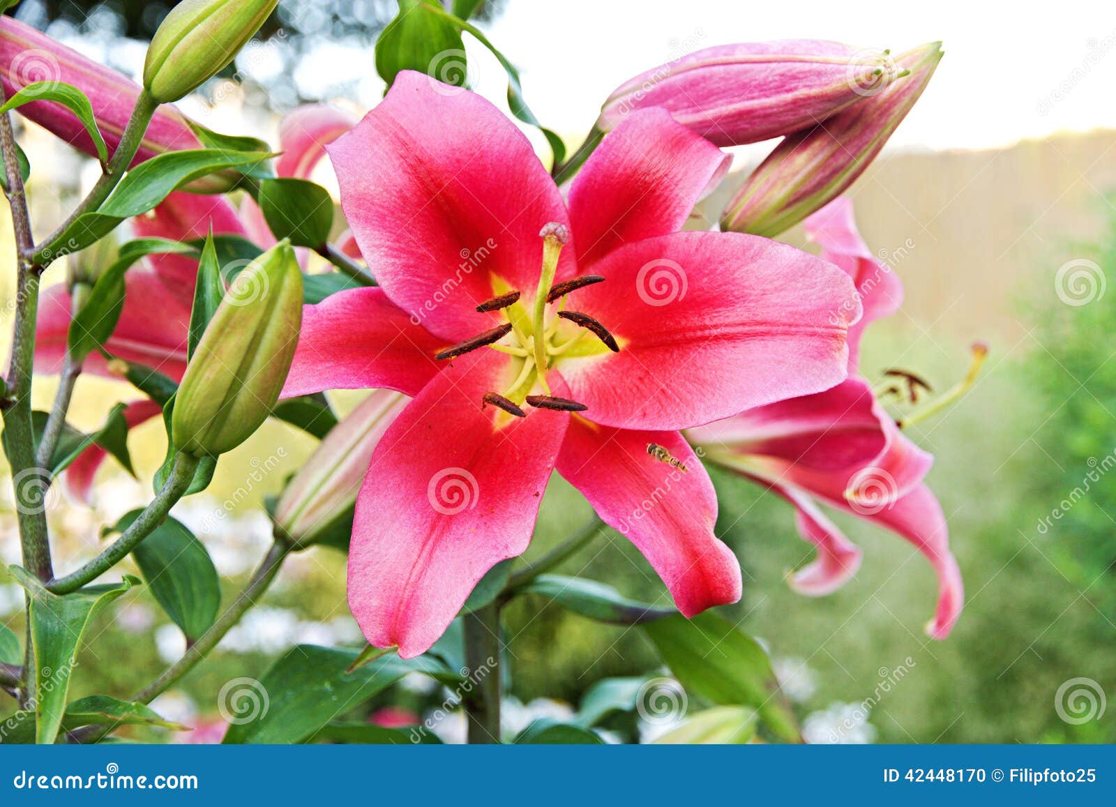 Pink lily stock photo. Image of element, lilies, flowers - 42448170