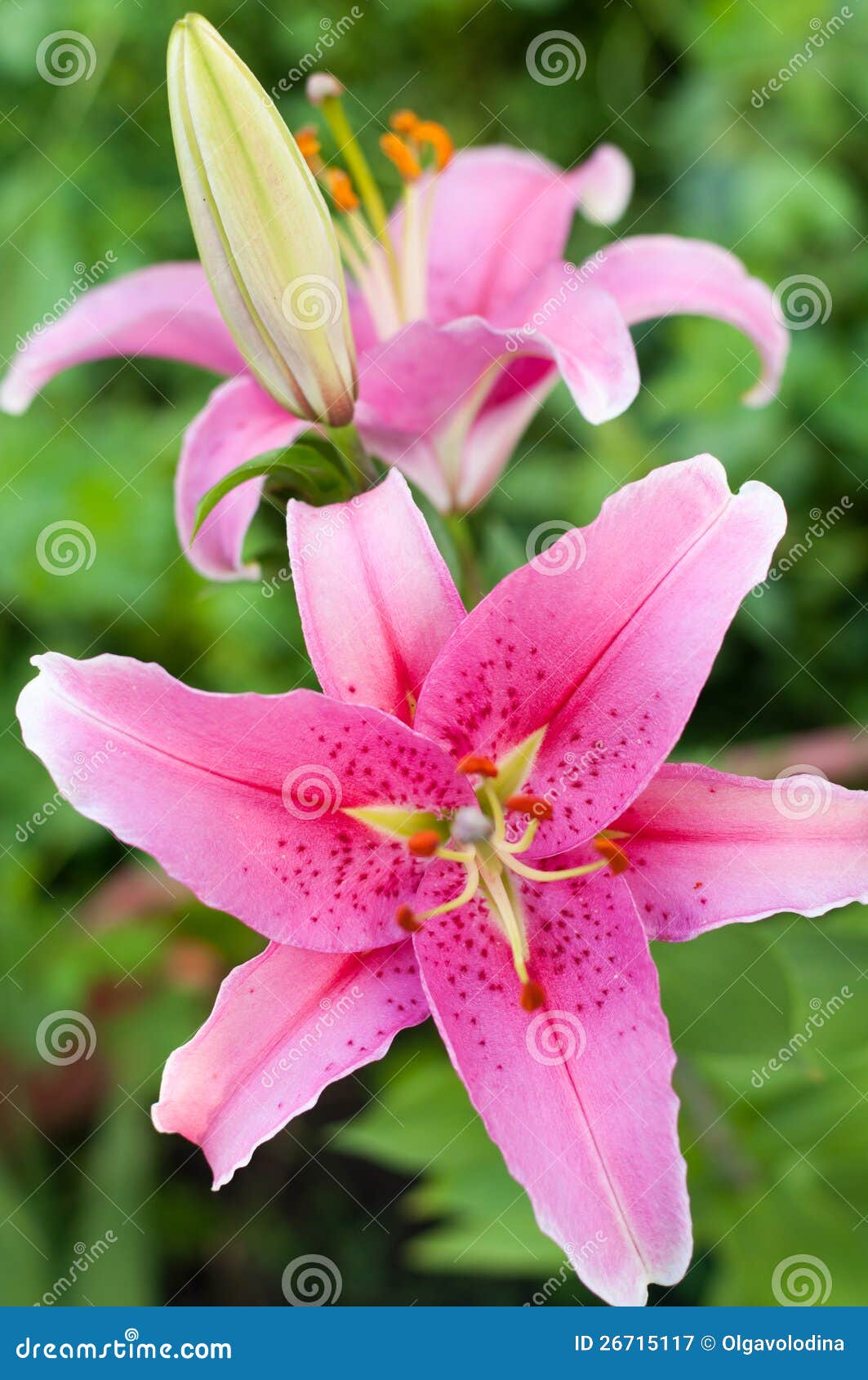 Pink Lily in garden stock image. Image of landscaping - 26715117