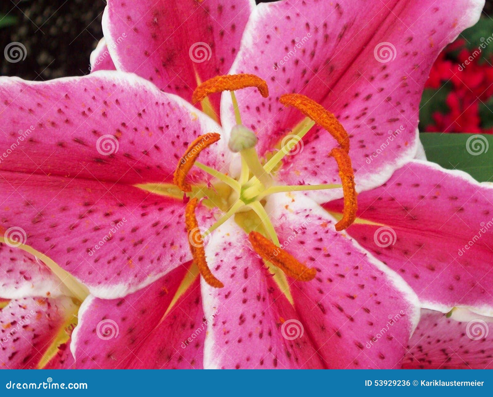 Pink Lily in Garden stock photo. Image of lily, outside - 53929236