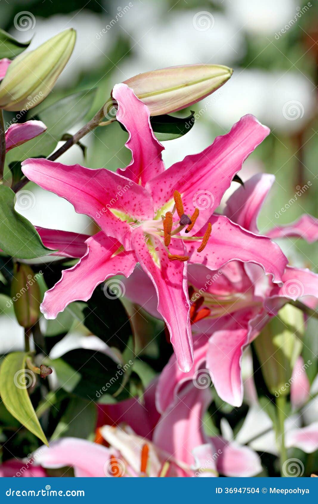 Pink Lily in the garden. stock photo. Image of flores - 36947504