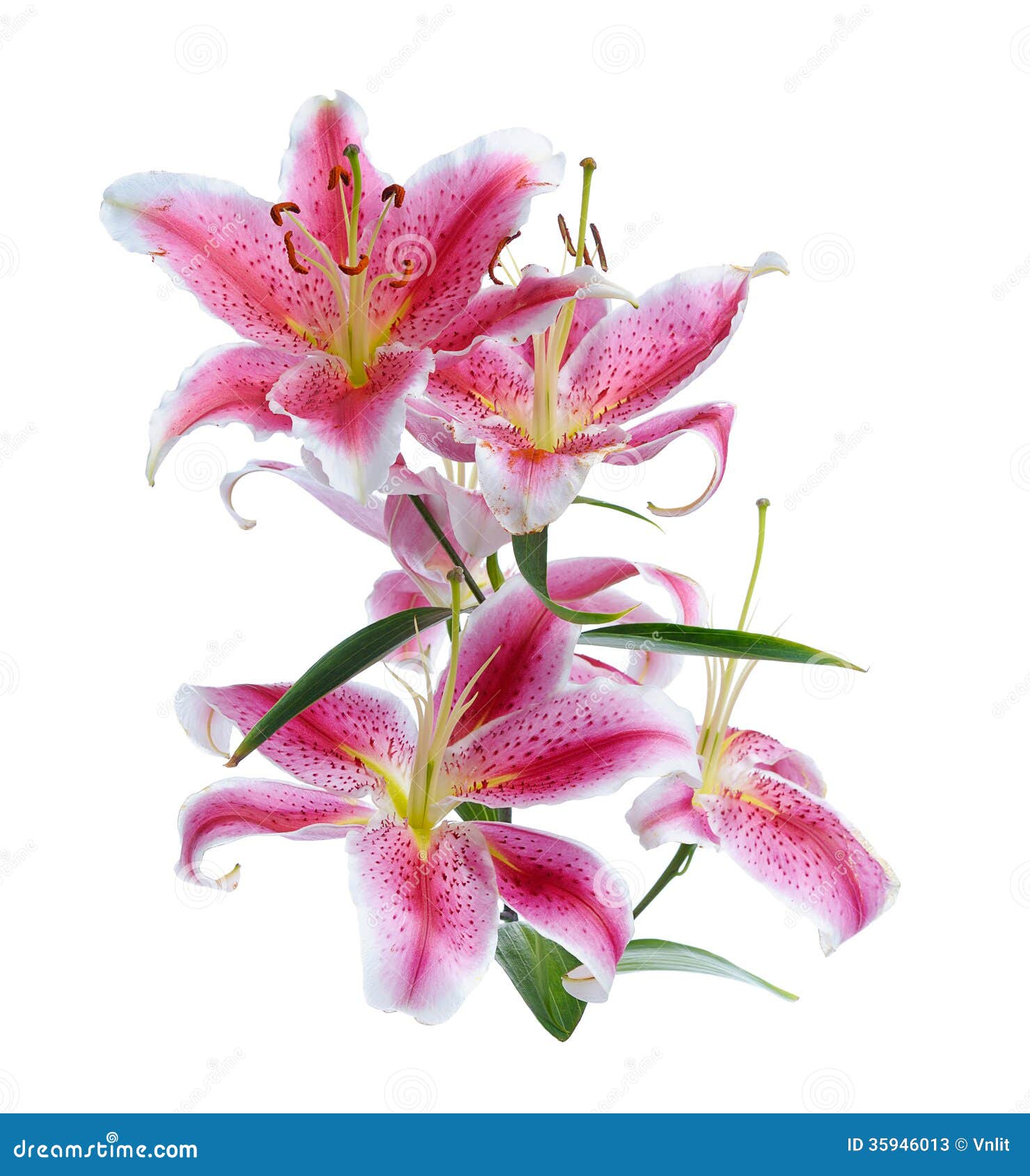 Pink lily stock image. Image of color, pink, background - 35946013