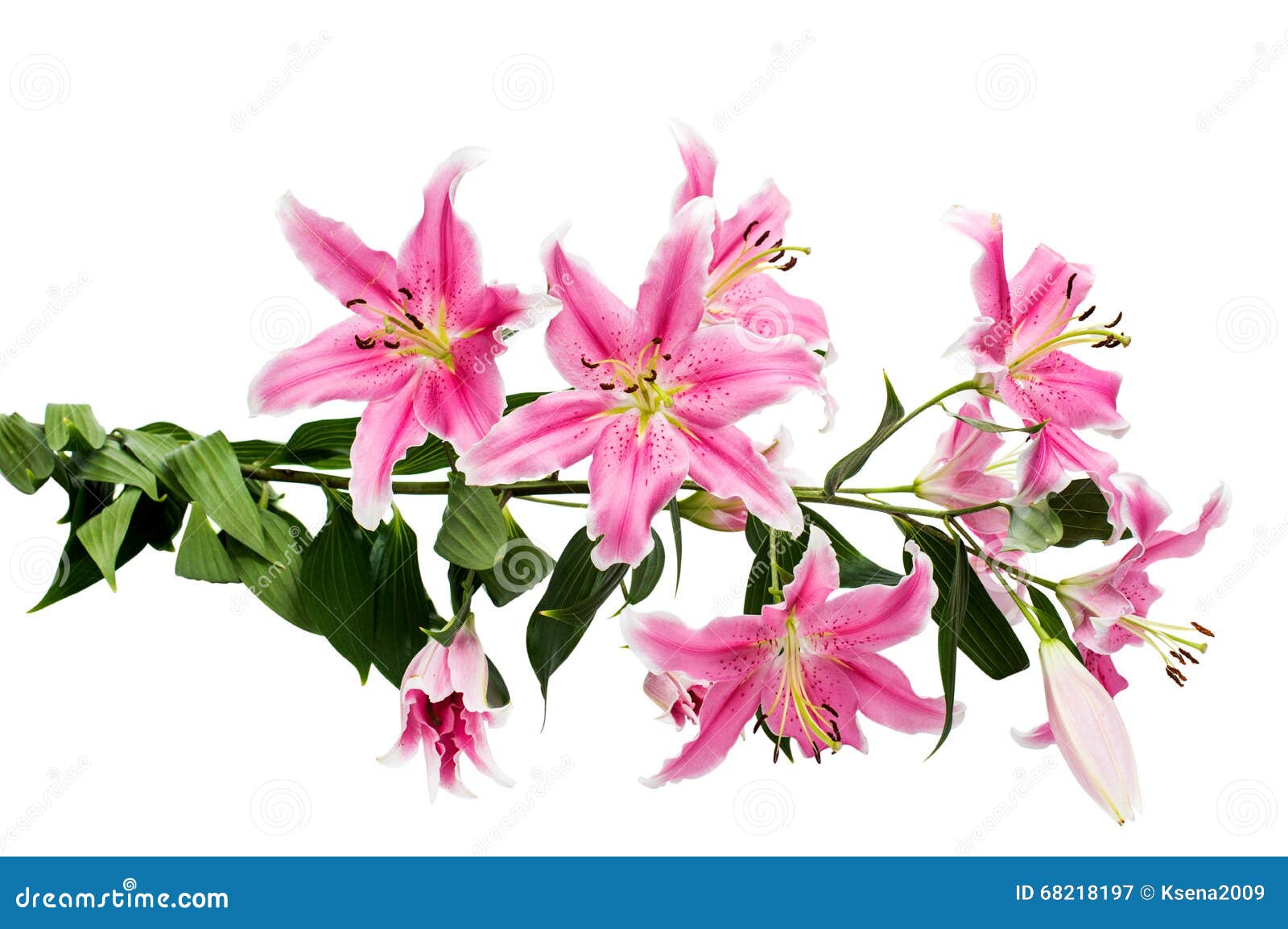 Pink lily isolated stock image. Image of elegance, background - 68218197