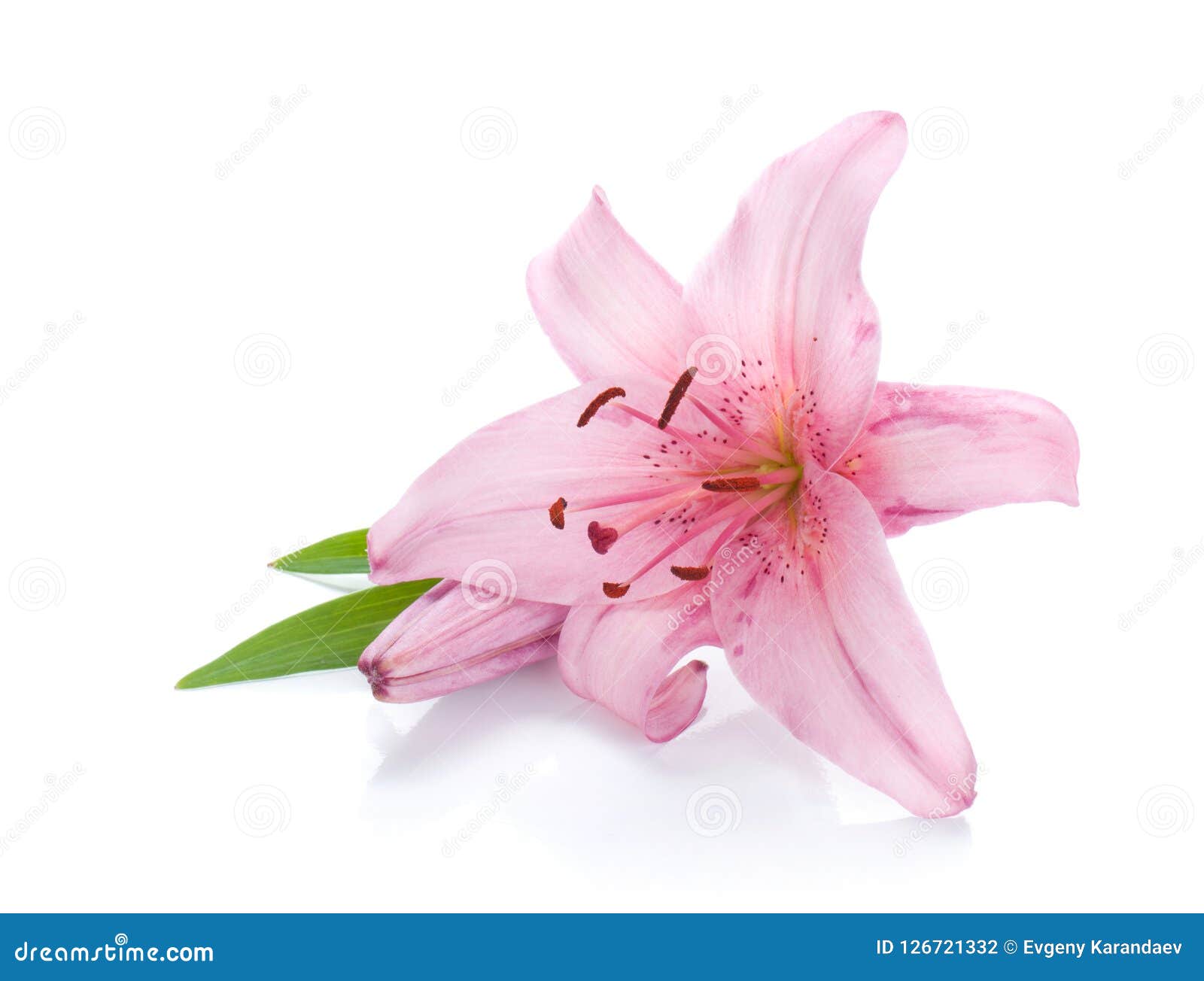 Pink lily stock photo. Image of flower, background, harmony - 126721332