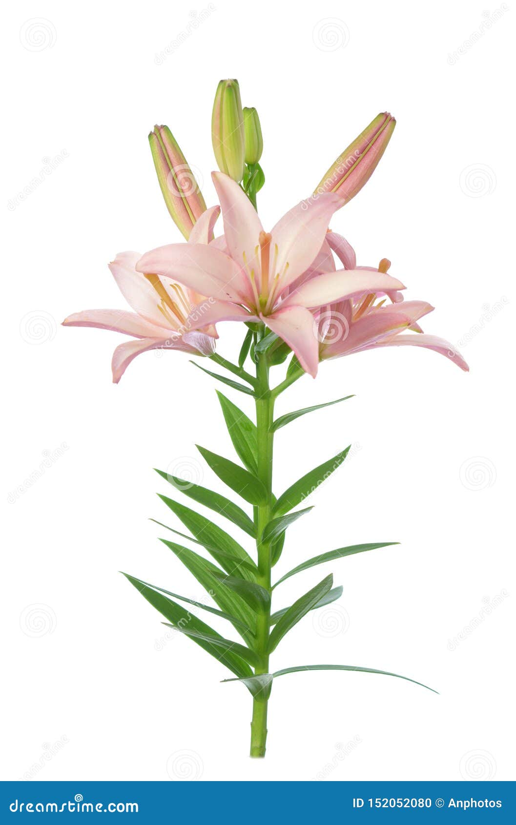 Pink lily stock photo. Image of pastel, freshness, nature - 152052080