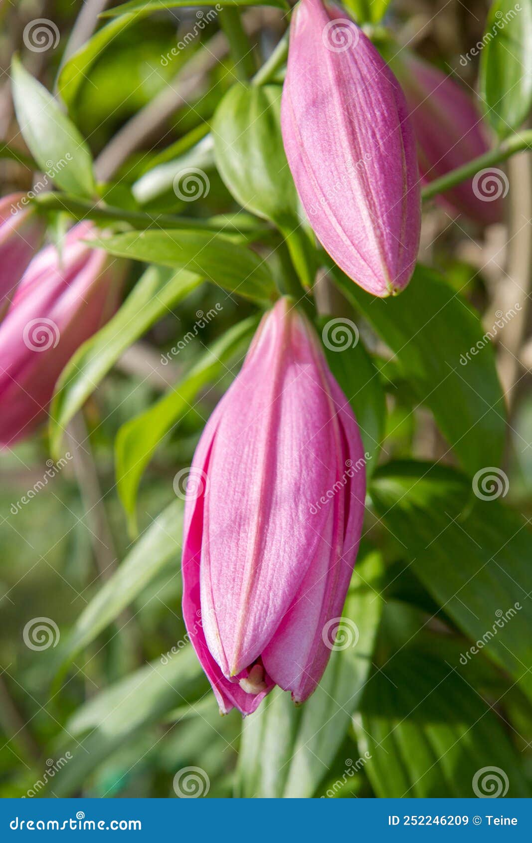 Pink Lily Lilium Flower Buds Stock Image - Image of june, beauty: 252246209