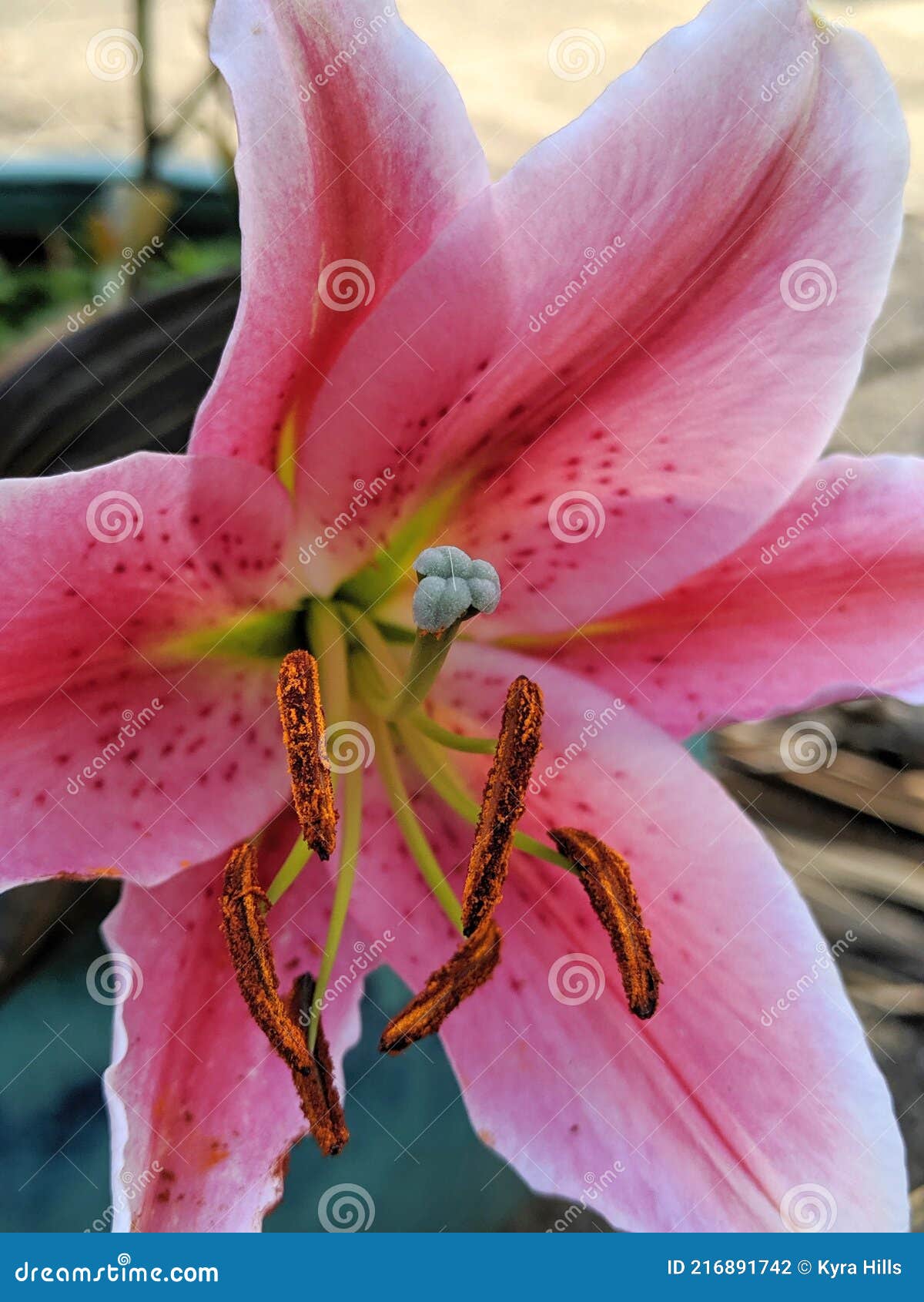 Pink lily macro stock photo. Image of summer, lily, flower - 216891742