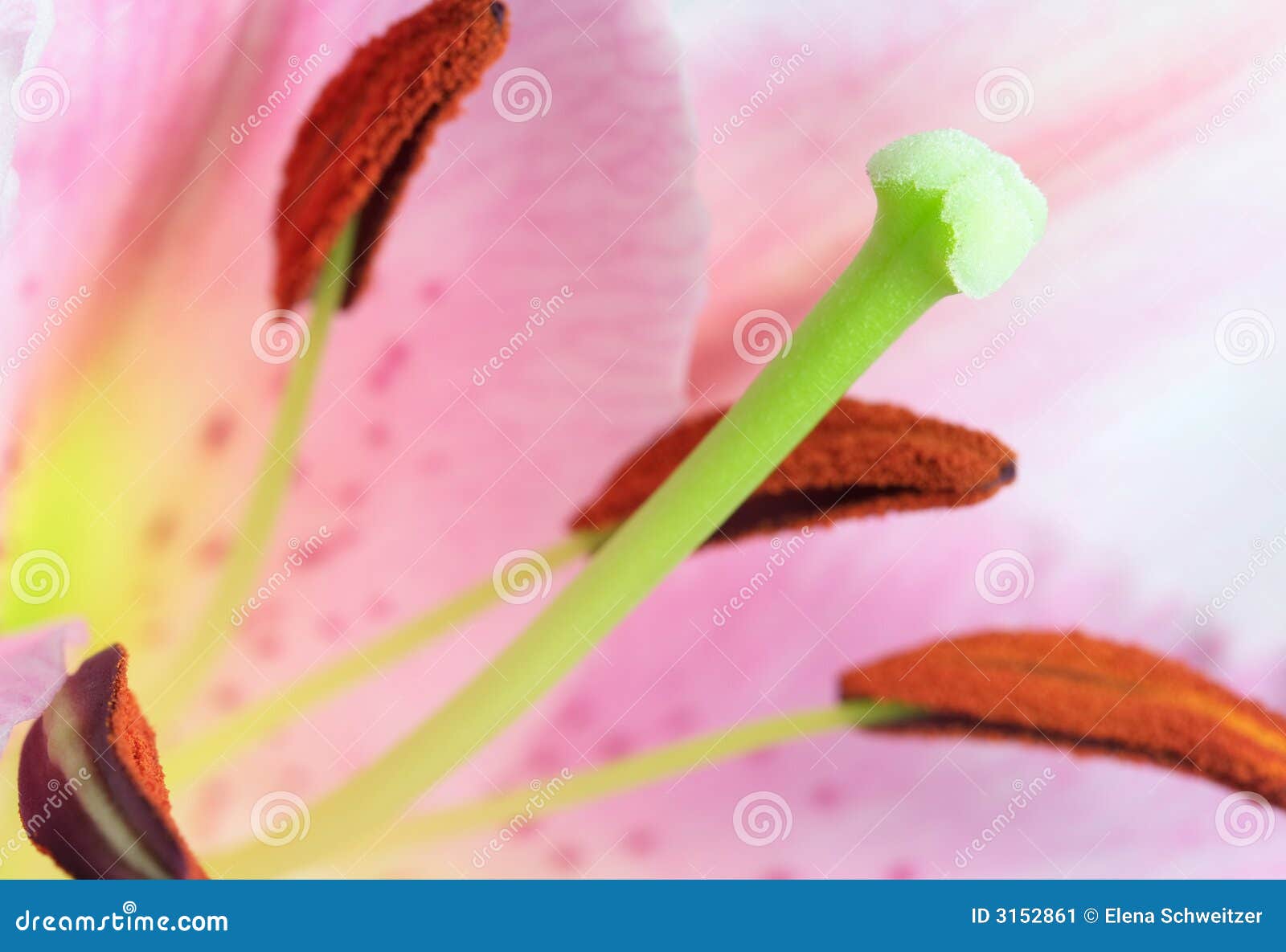 Pink lily macro stock image. Image of macro, holiday, pastel - 3152861
