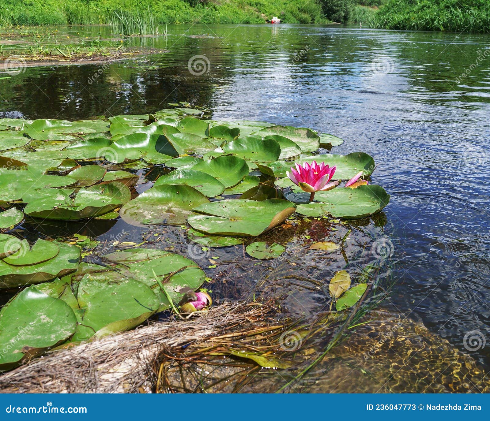 Pink Lily. Nymphaea Red in the Pond. Flowers on the Water Stock Image ...