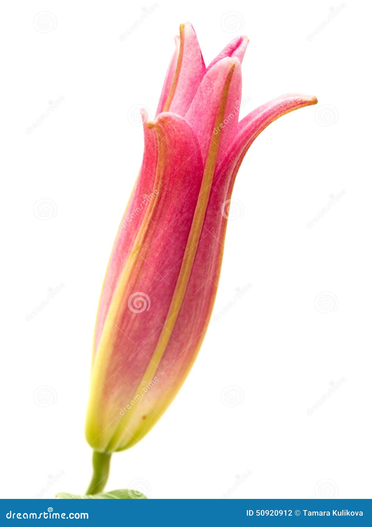 Pink lily opening bud stock photo. Image of unopenend - 50920912