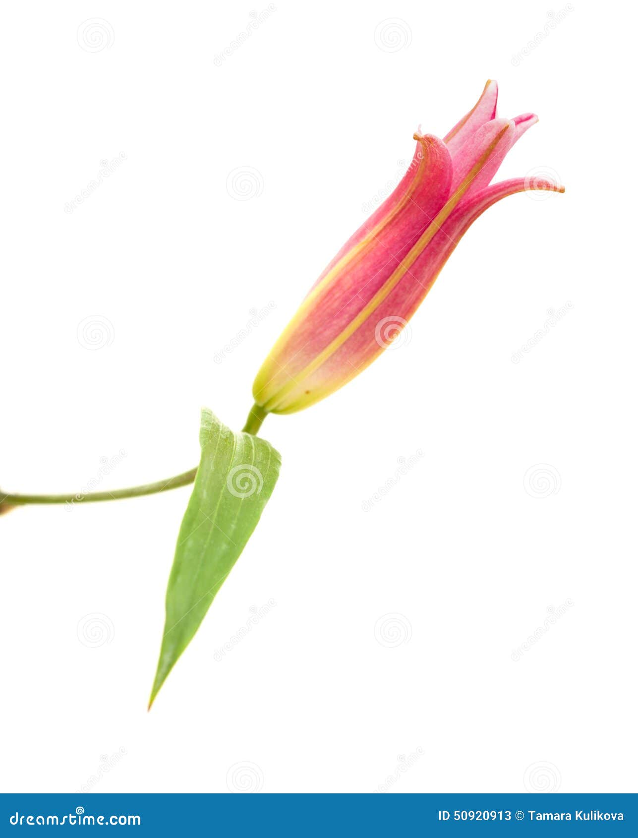 Pink lily opening bud stock image. Image of graceful - 50920913