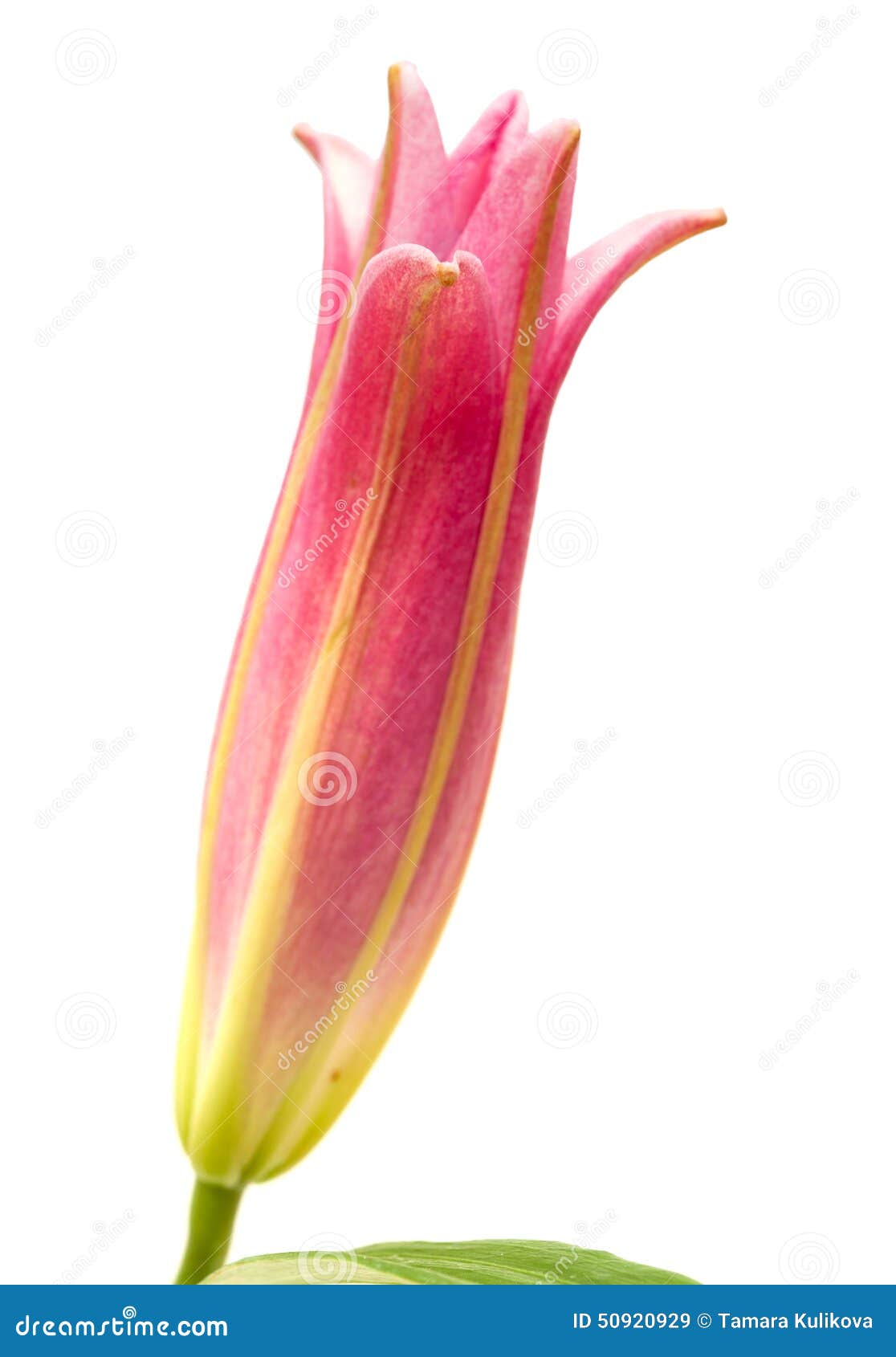 Pink lily opening bud stock image. Image of life, blooming - 50920929