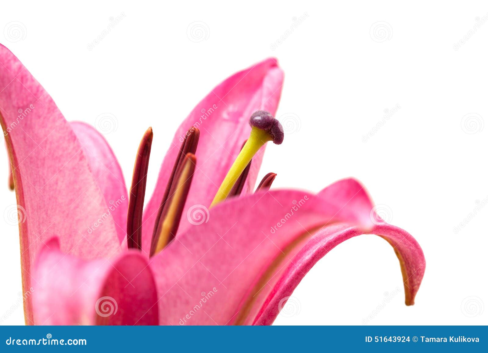 Pink lily opening bud stock photo. Image of graceful - 51643924