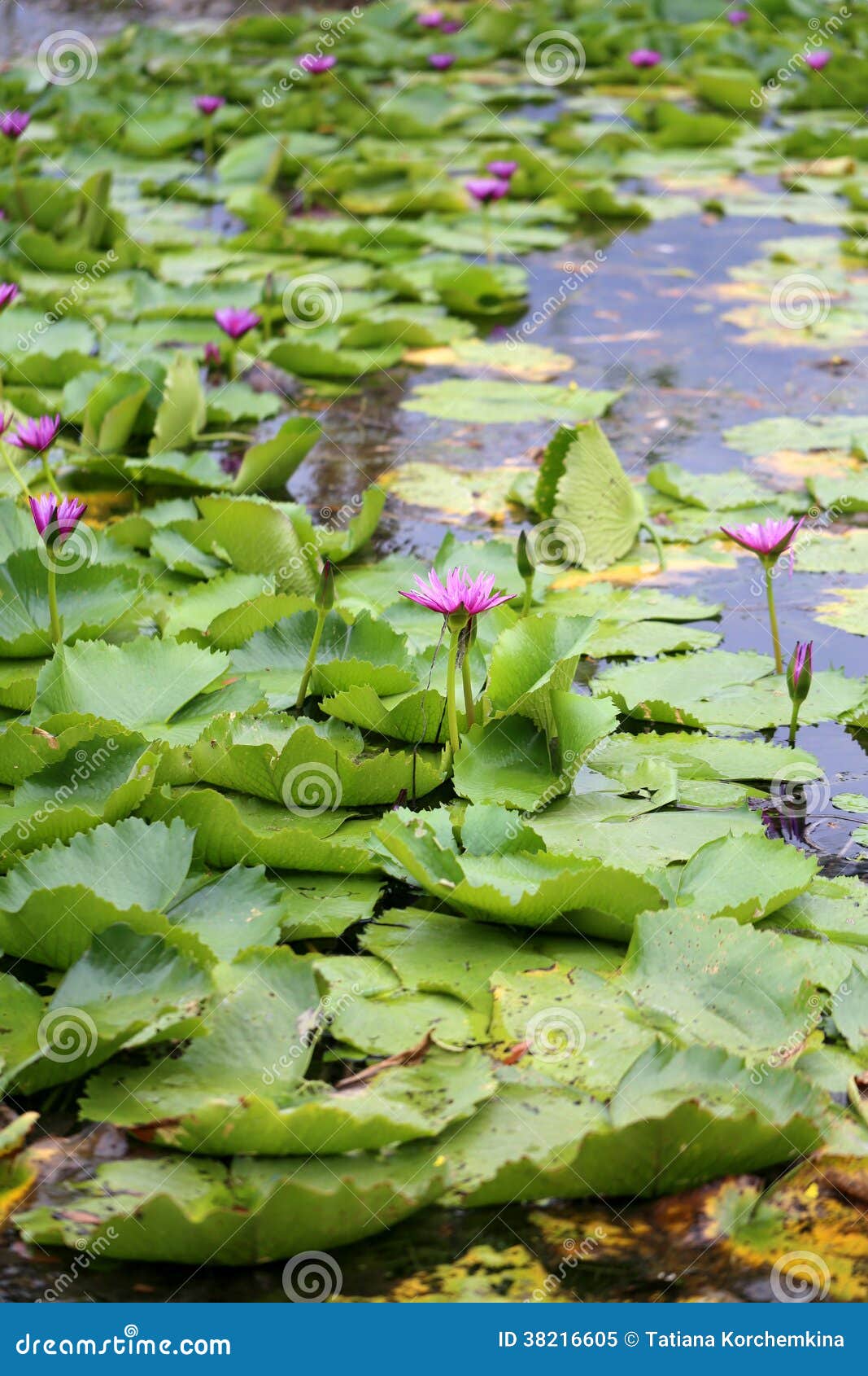 Tropical Pondr Stock Photos - Free & Royalty-Free Stock Photos from ...