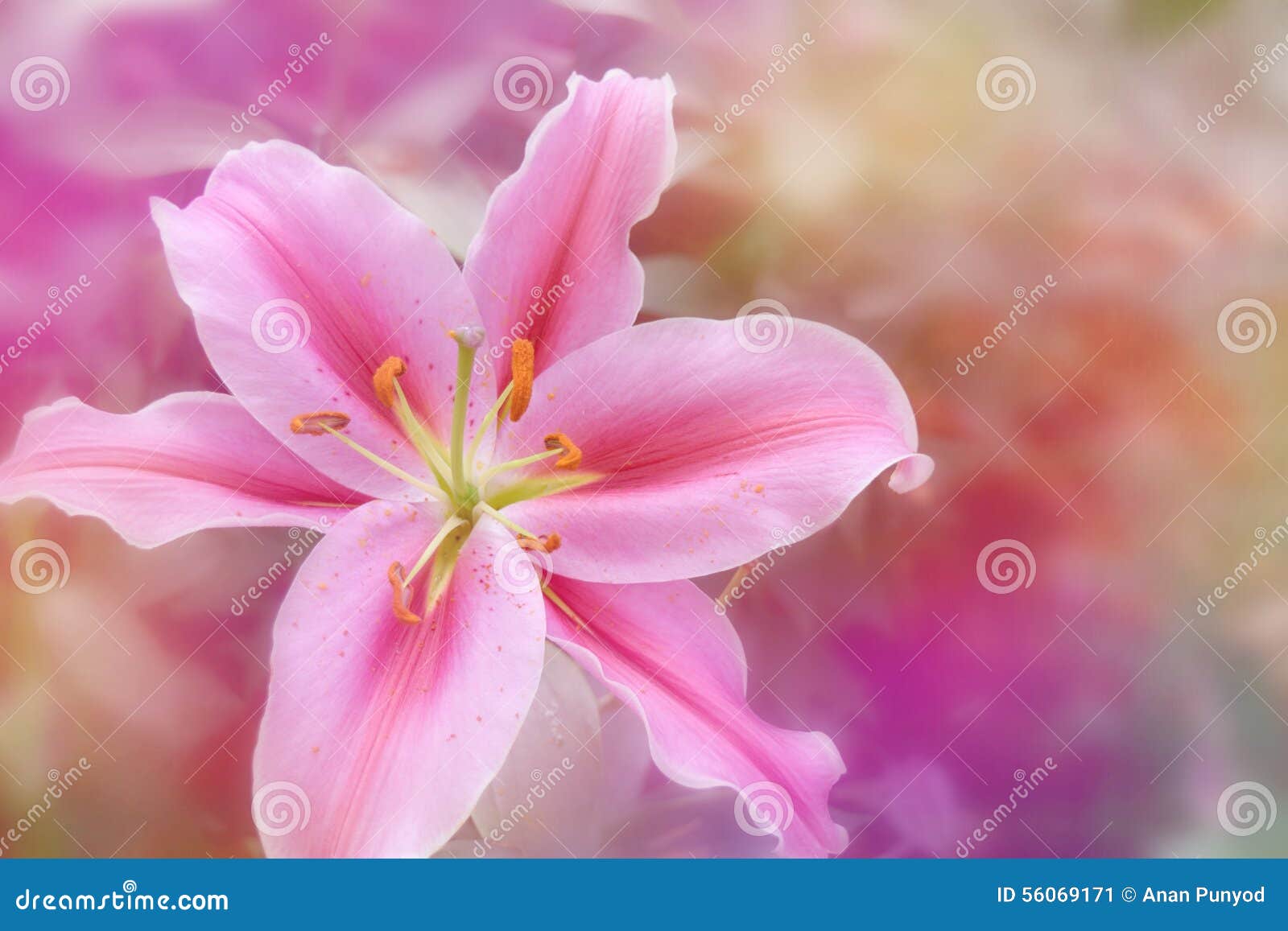 Pink Lily in Soft Color Style for Abstract Background. Stock Image ...