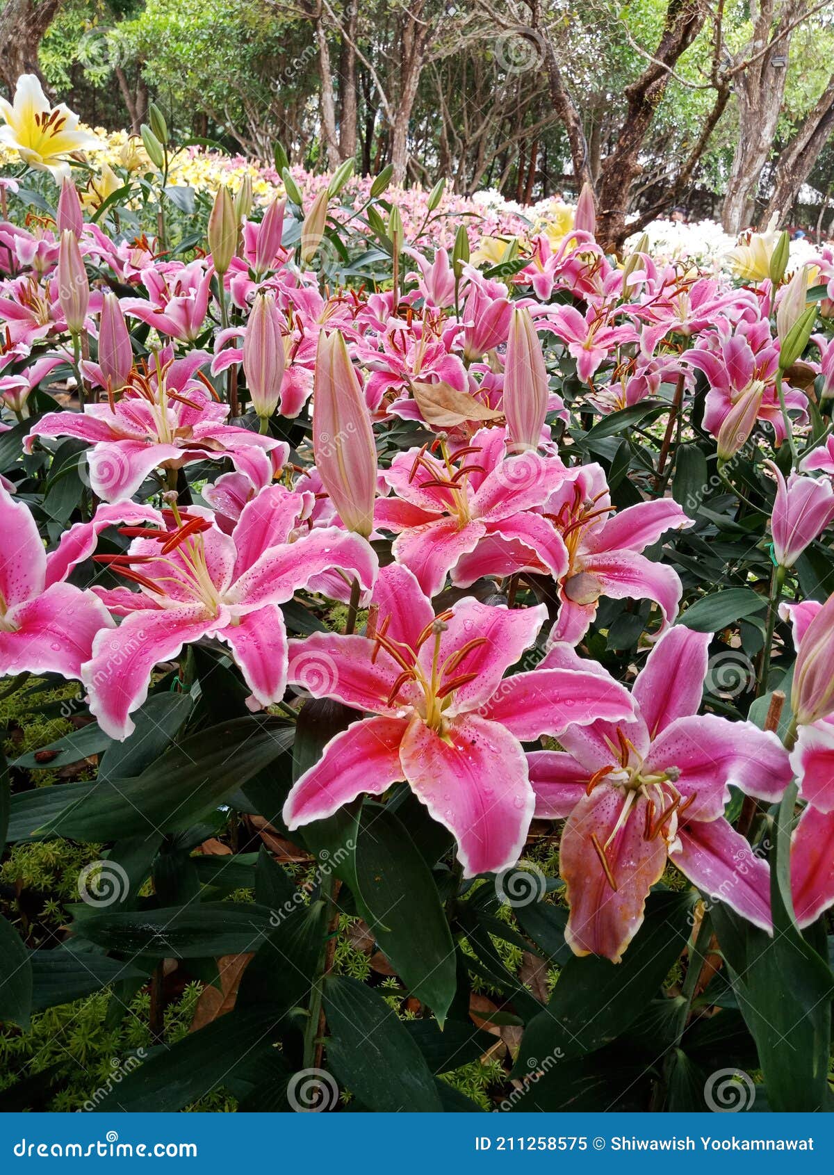 Pink Lily and tree stock image. Image of shrub, lily - 211258575