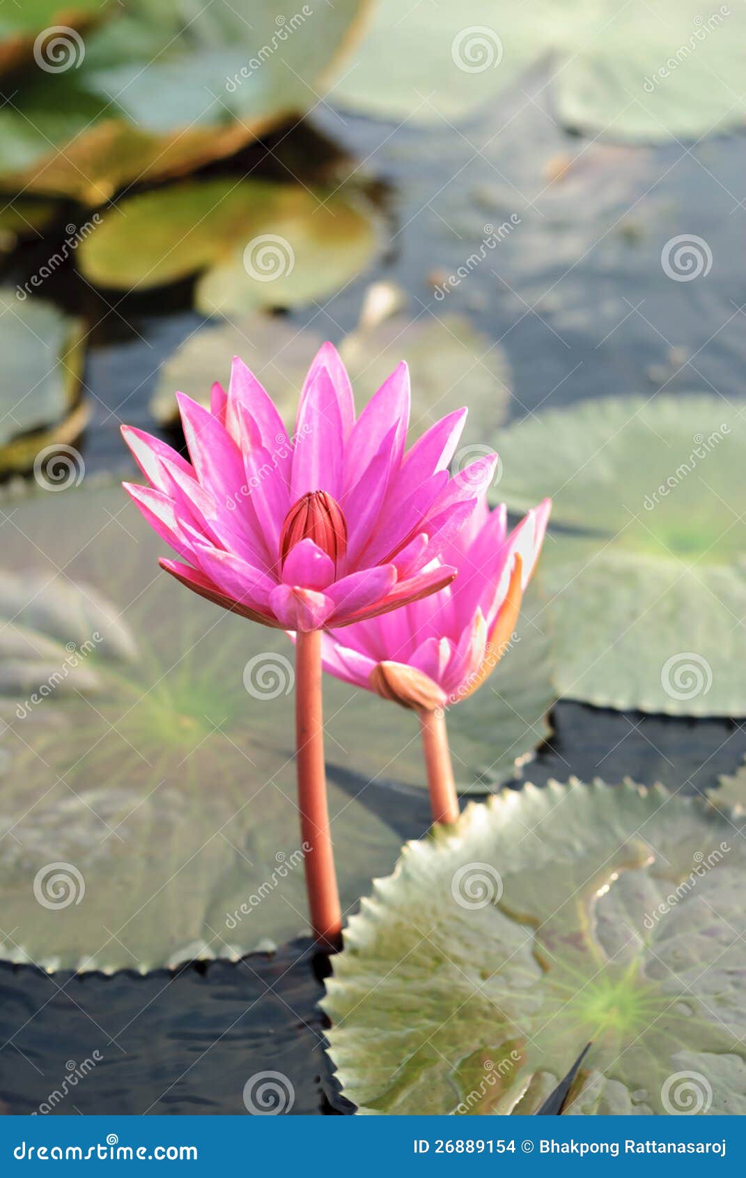 Pink lily water stock photo. Image of closeup, morning - 26889154