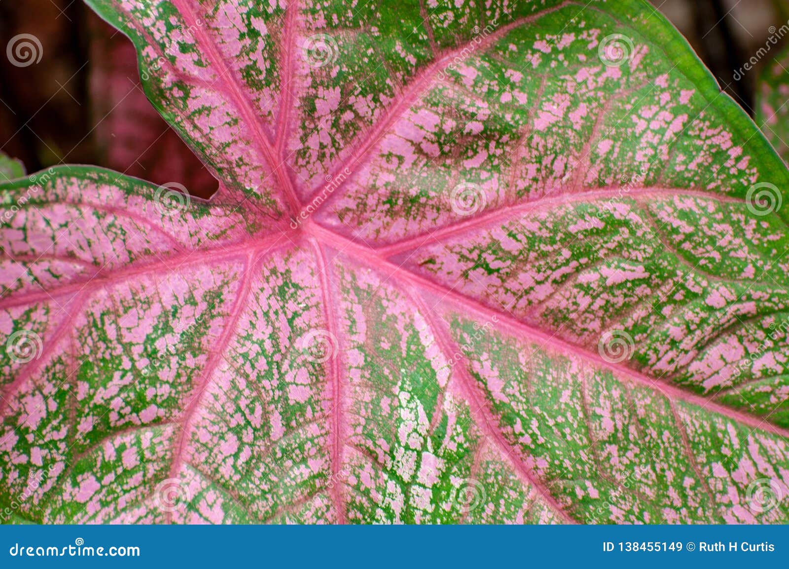 Pink Lines on Leaf is Unique Stock Image - Image of environment, colors ...